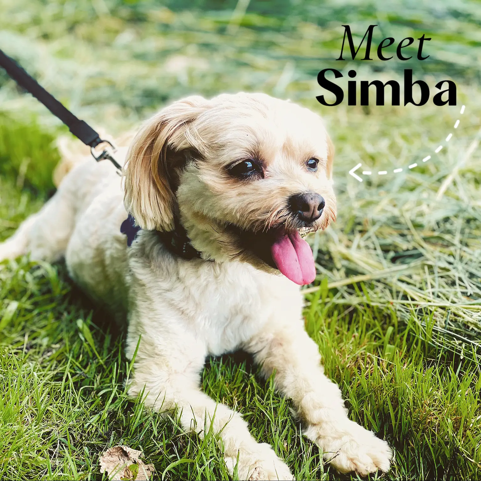 Simba | Gallery posted by Kara | Lemon8