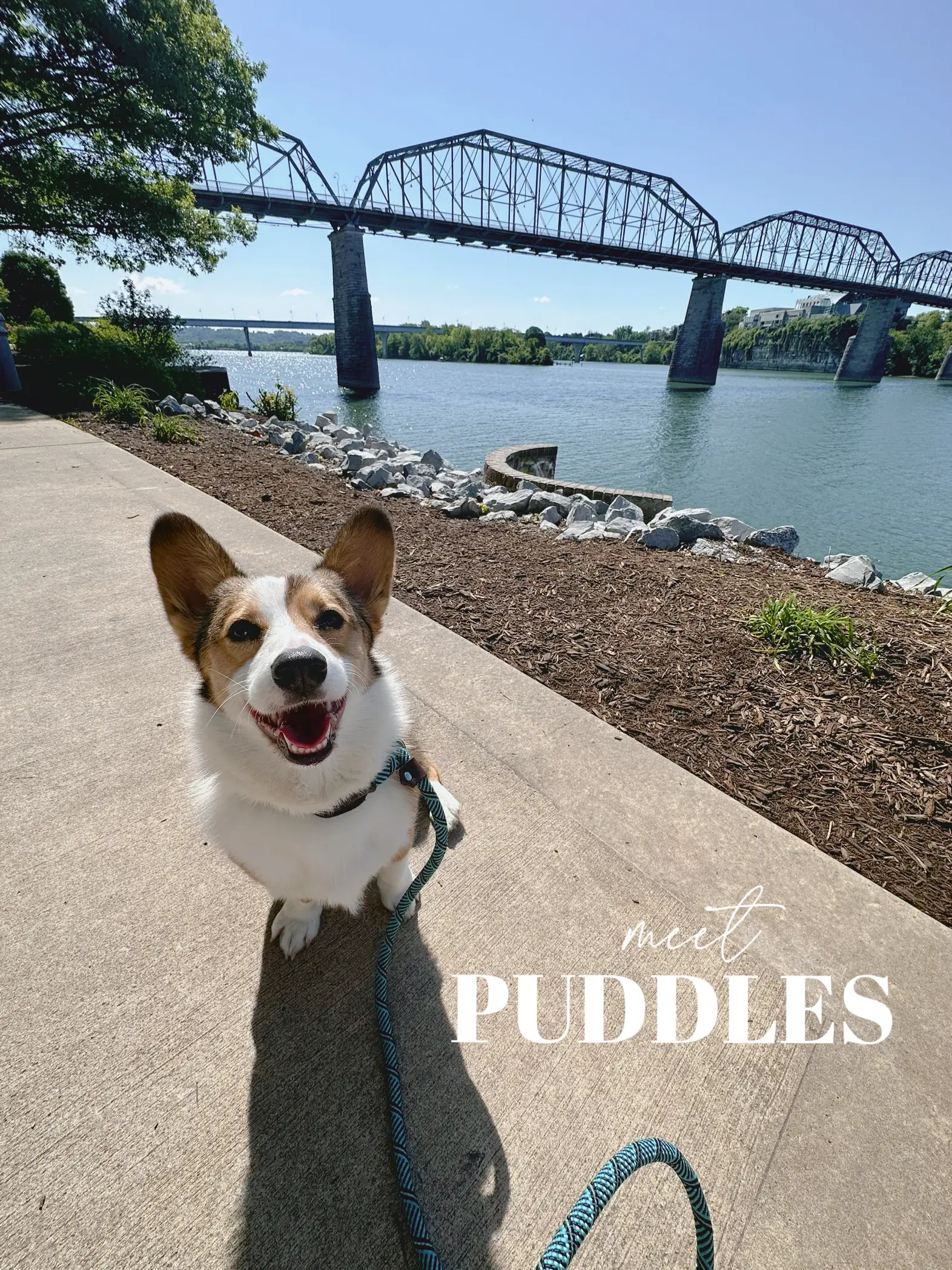 everyone meet Puddles! | แกลเลอรีที่โพสต์โดย GINA DANCE | Lemon8