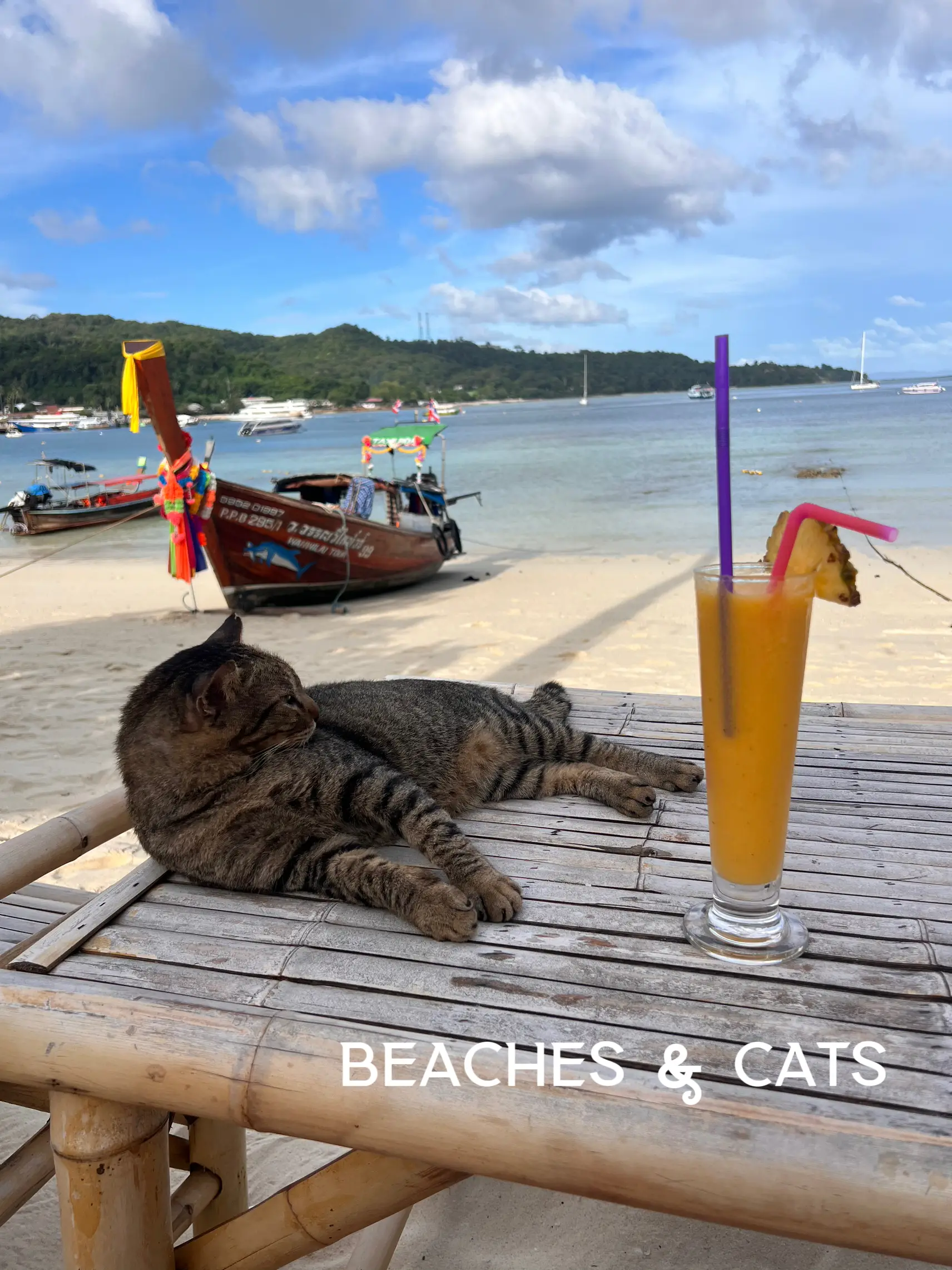 Top 5 Things to do in Phi Phi Islands | Gallery posted by Amina💕 | Lemon8