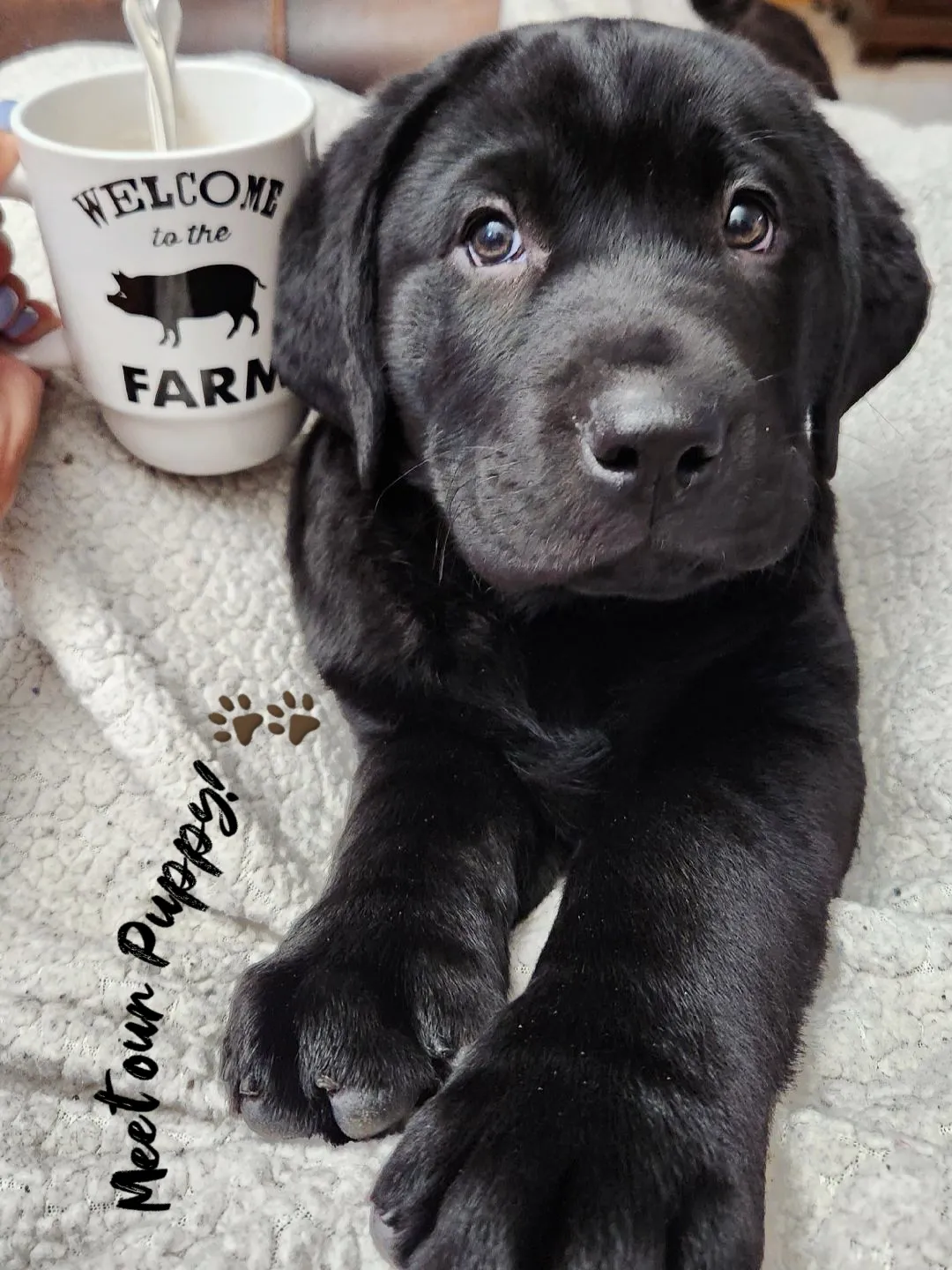 Welcome to the farm, Taki! 🐾 | Gallery posted by A'lora Lynn | Lemon8