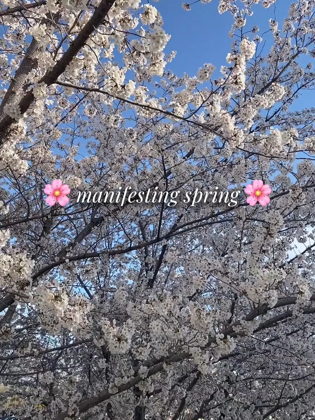 🌸 Manifesting Spring 🌸 | Video published by Sadie Joy | Lemon8