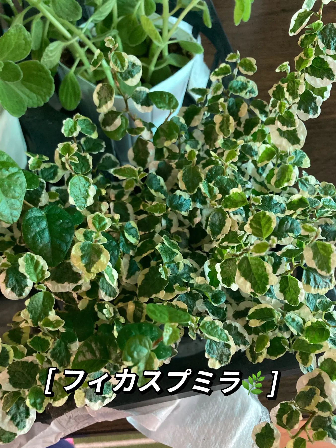 Ficaspumira🌿เพื่อน | แกลเลอรีที่โพสต์โดย FLUFFY...mai | Lemon8