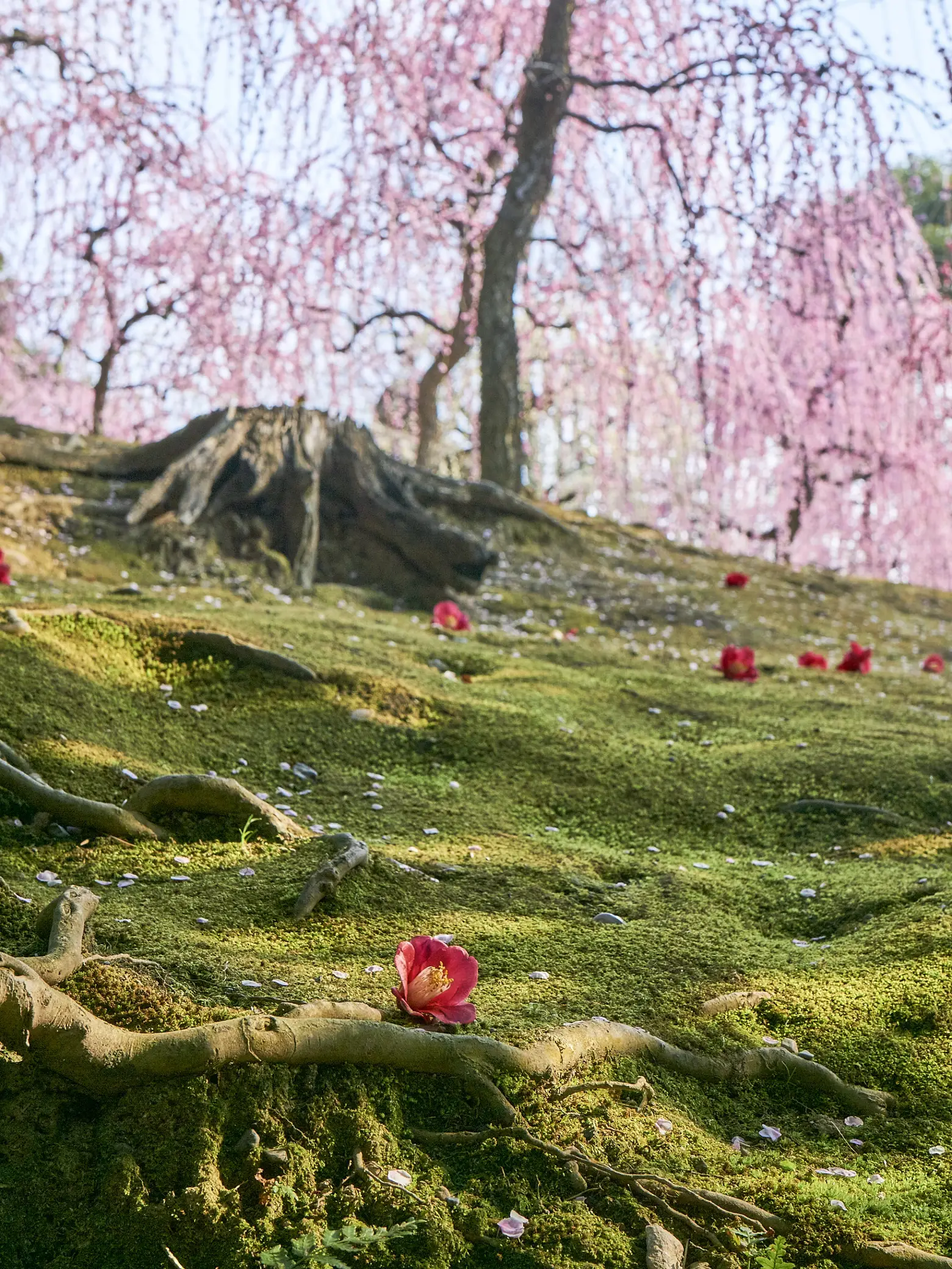 Kansai Plum Famous Place 】 Weeping Plum and Falling Camellia (Kyoto ...