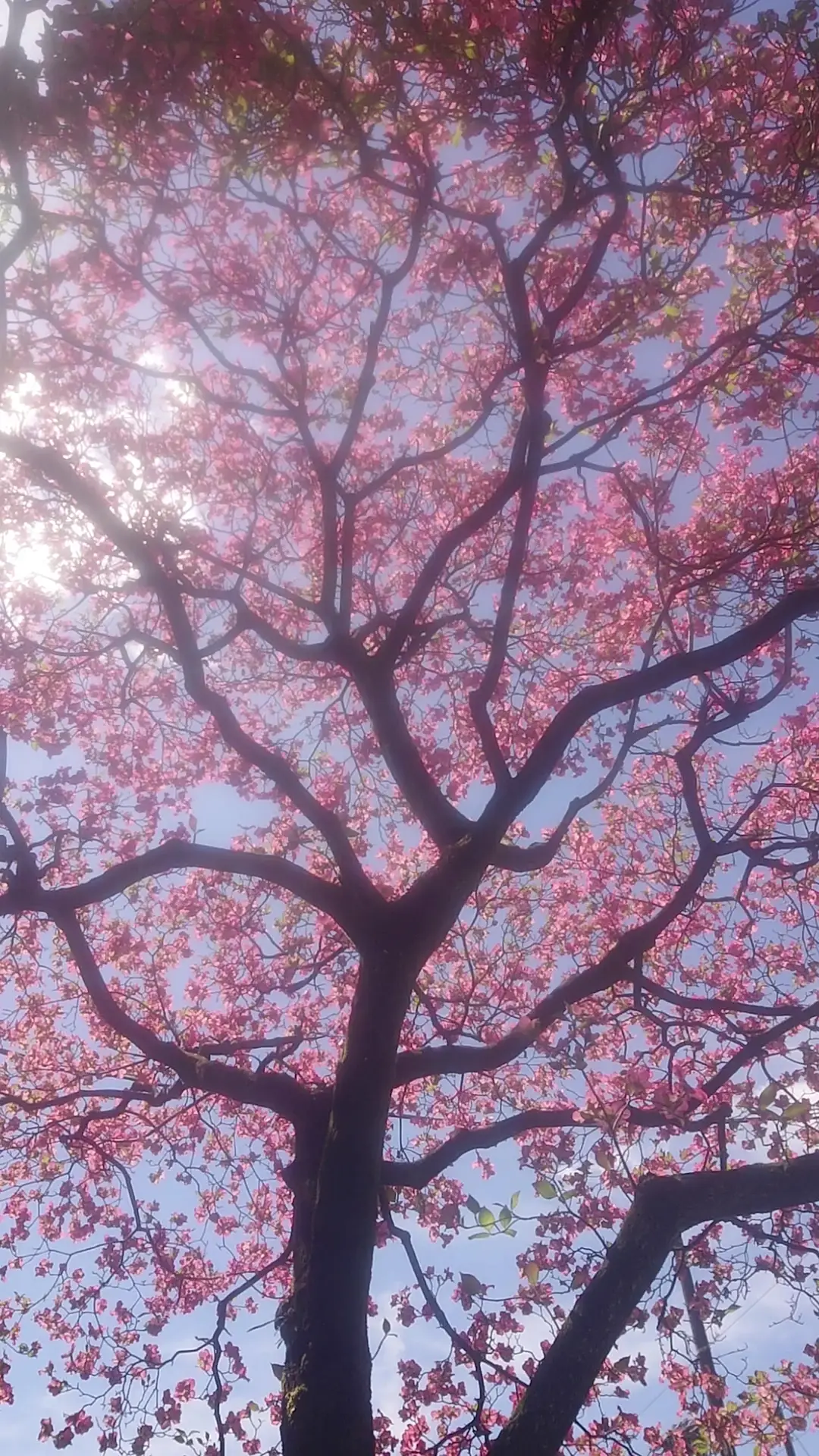 ハナミズキさいたま市 | zukoの投稿動画 | Lemon8