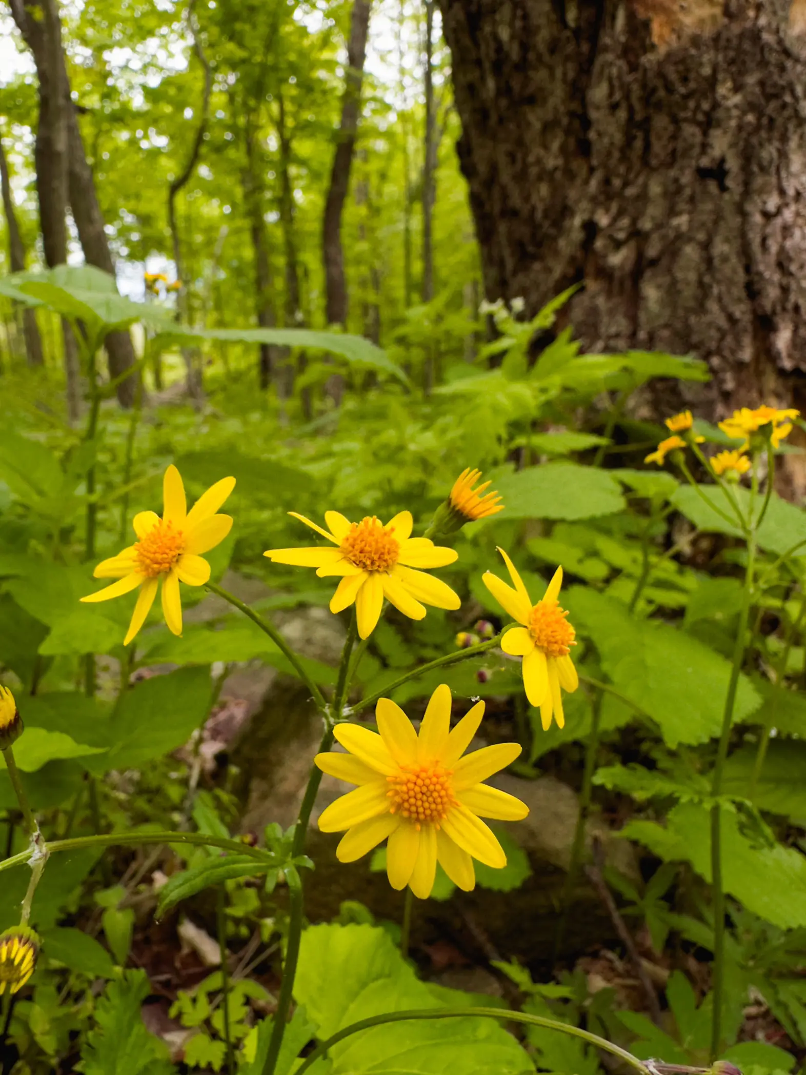 Sunday waterfall hike | Gallery posted by Juliaagostino | Lemon8
