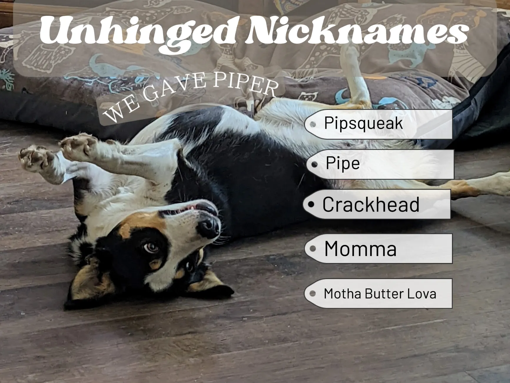 Unhinged nicknames we have Piper | Gallery posted by 2 Crazy Dogs | Lemon8