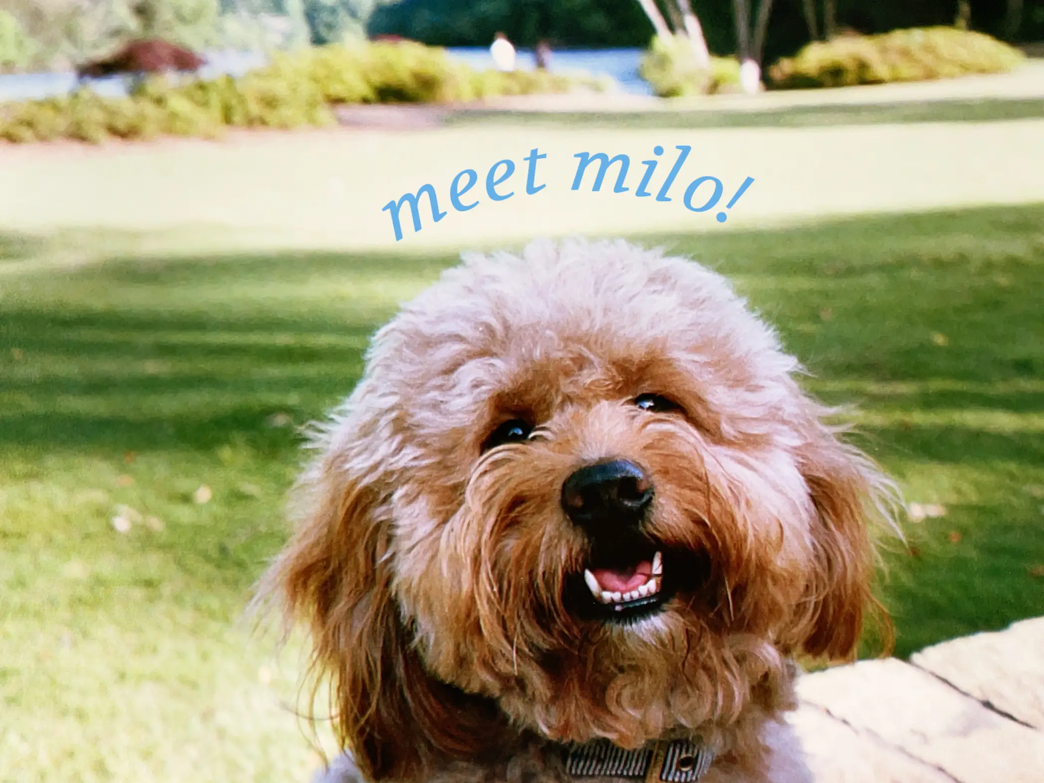 meet milo!🐶😊 | แกลเลอรีที่โพสต์โดย isabella | Lemon8