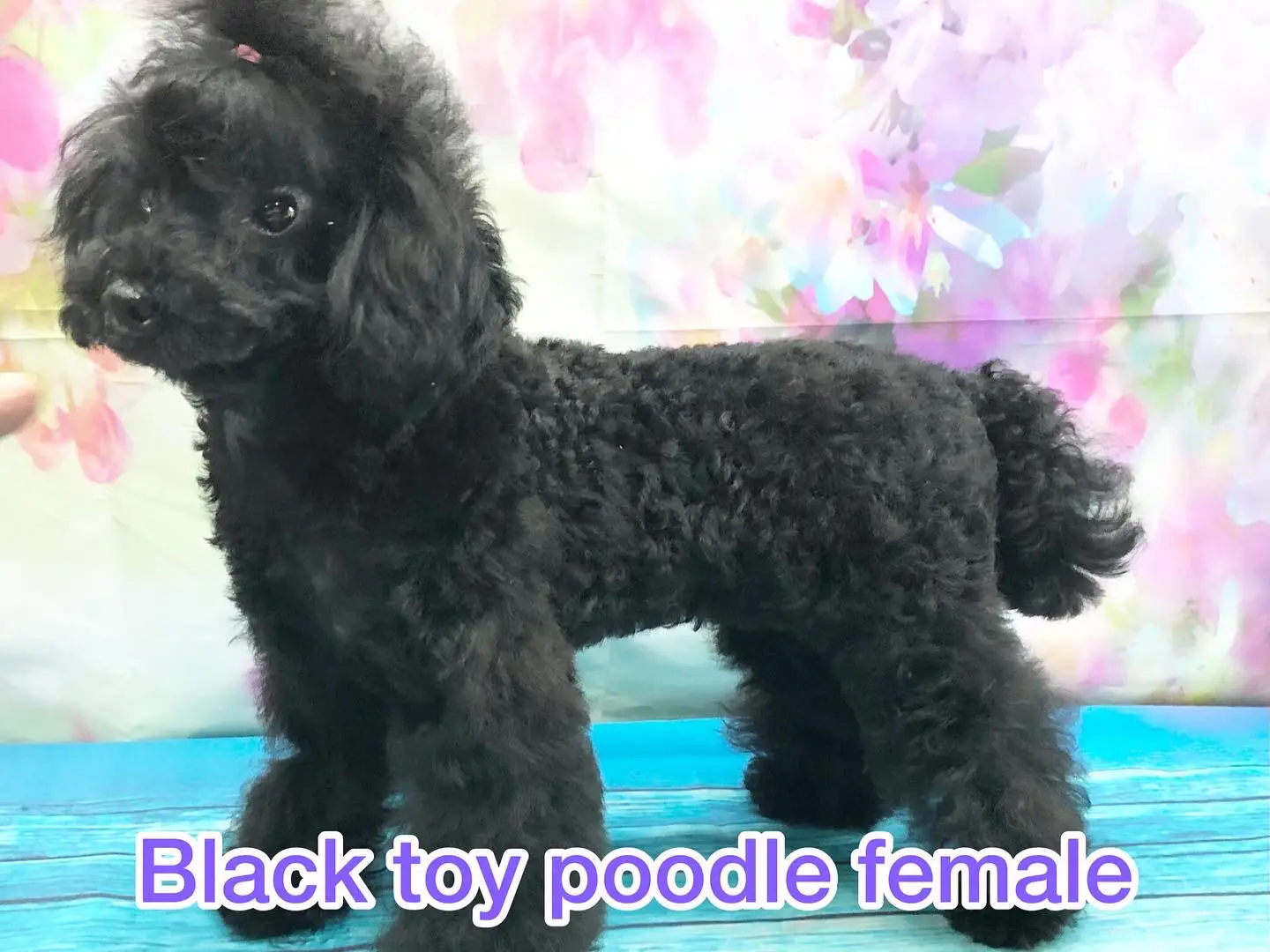 トイプードル(ブラック)女の子 | pandora_poodleが投稿したフォトブック | Lemon8