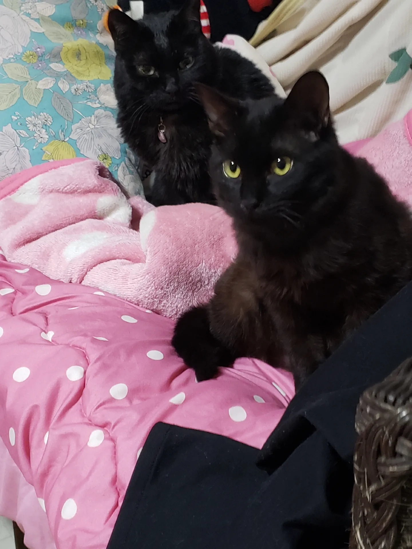 我が家の猫😺 | แกลเลอรีที่โพสต์โดย kanan24 | Lemon8