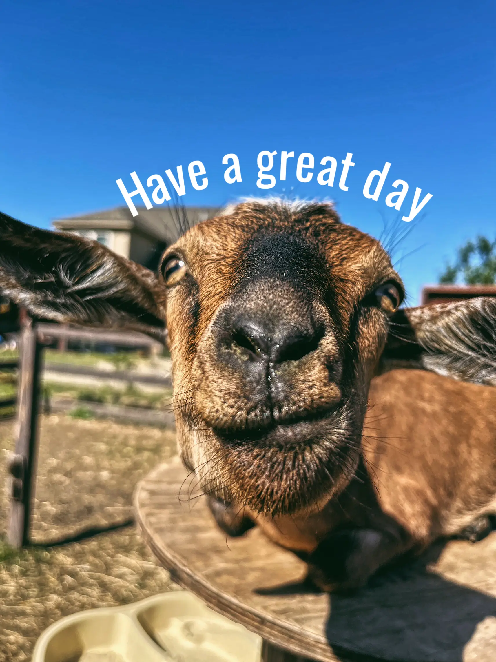 Love, Lilo💛 | Gallery posted by Penny Acre | Lemon8