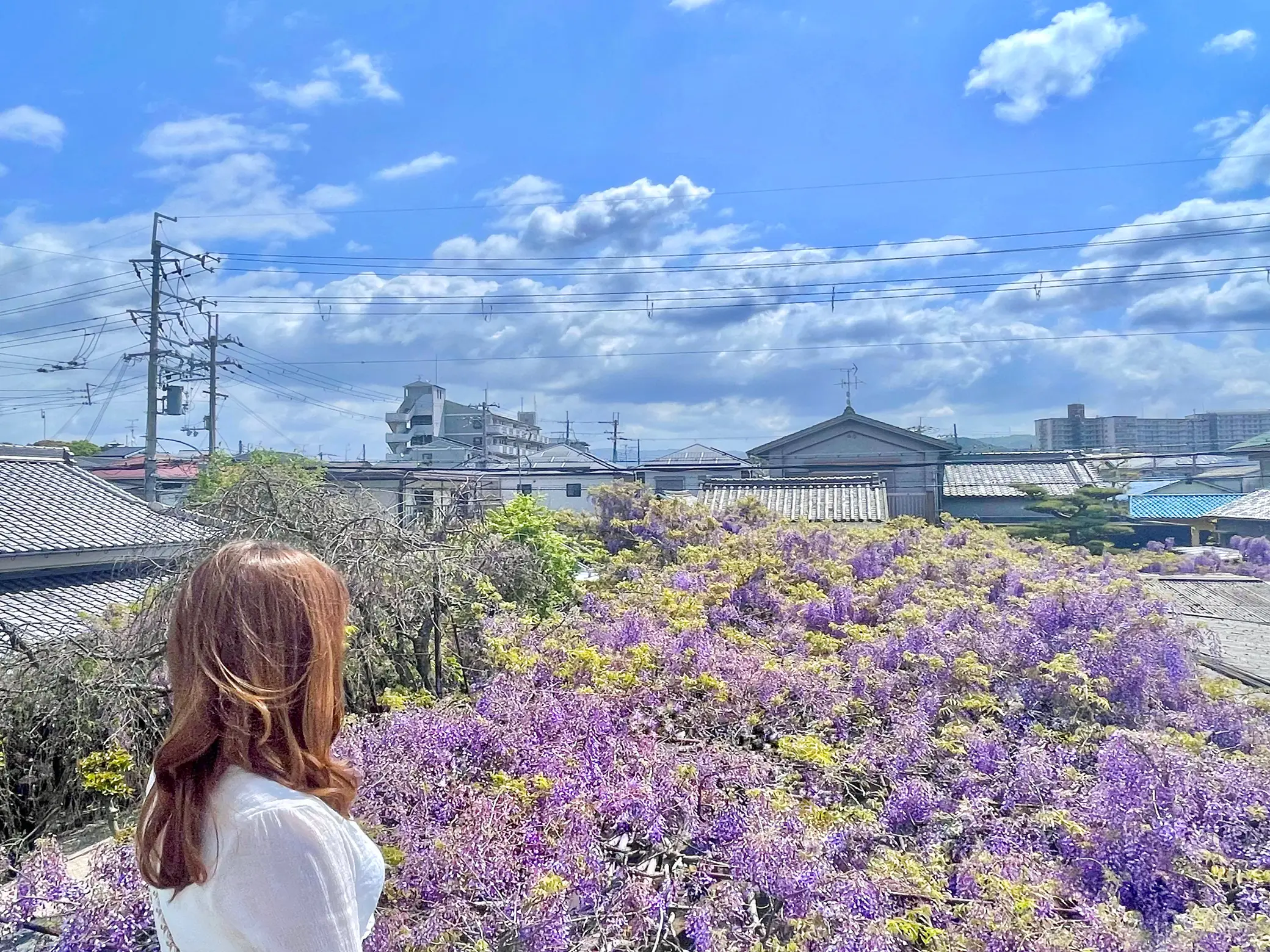 大阪 ️幻想的な紫の世界💜💜野田藤まつり | AKANEが投稿したフォトブック | Lemon8