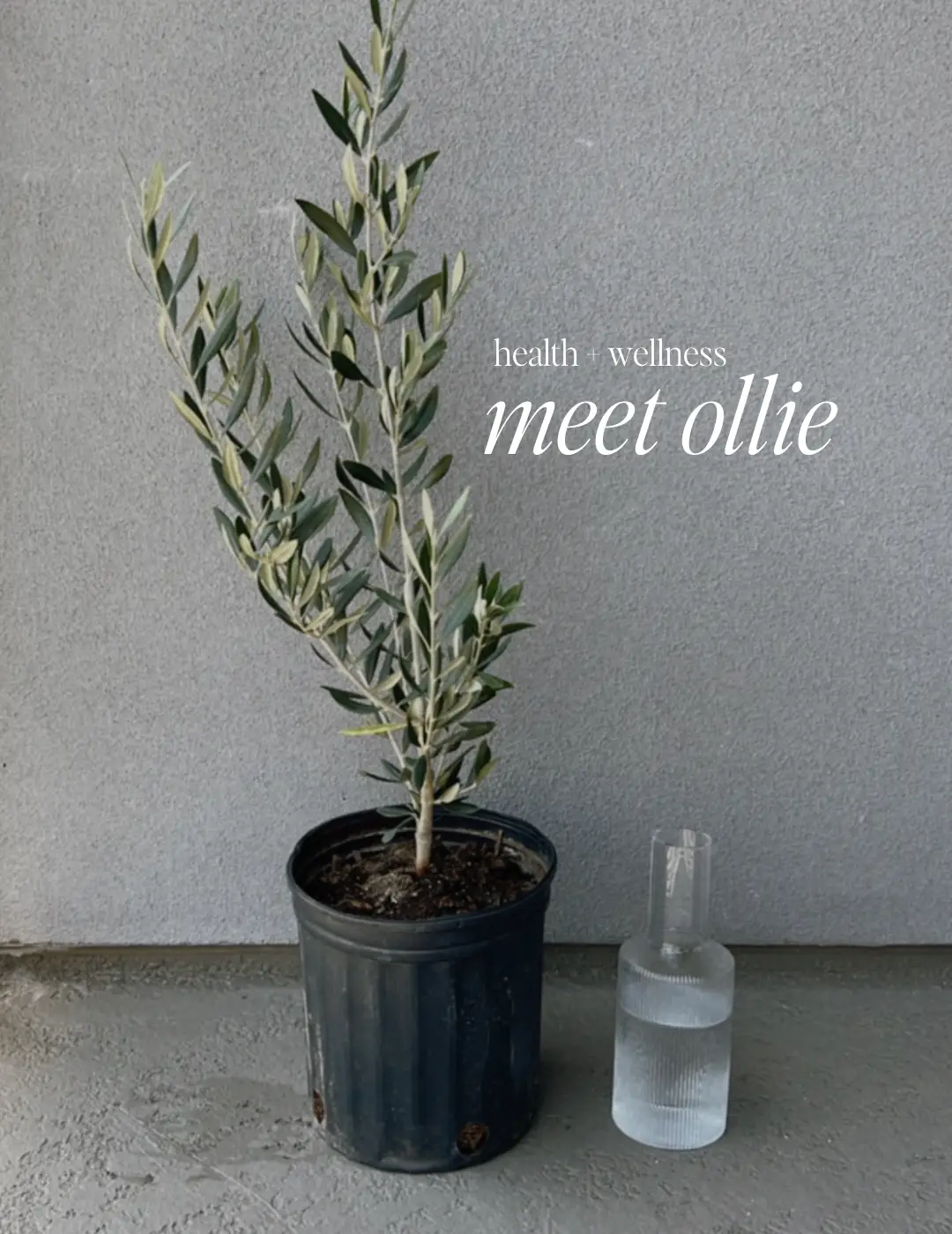 Health & Wellness: Meet Ollie 🪴 | Gallery posted by 𝗦𝗶𝗹𝘃𝗲𝗿 | Lemon8