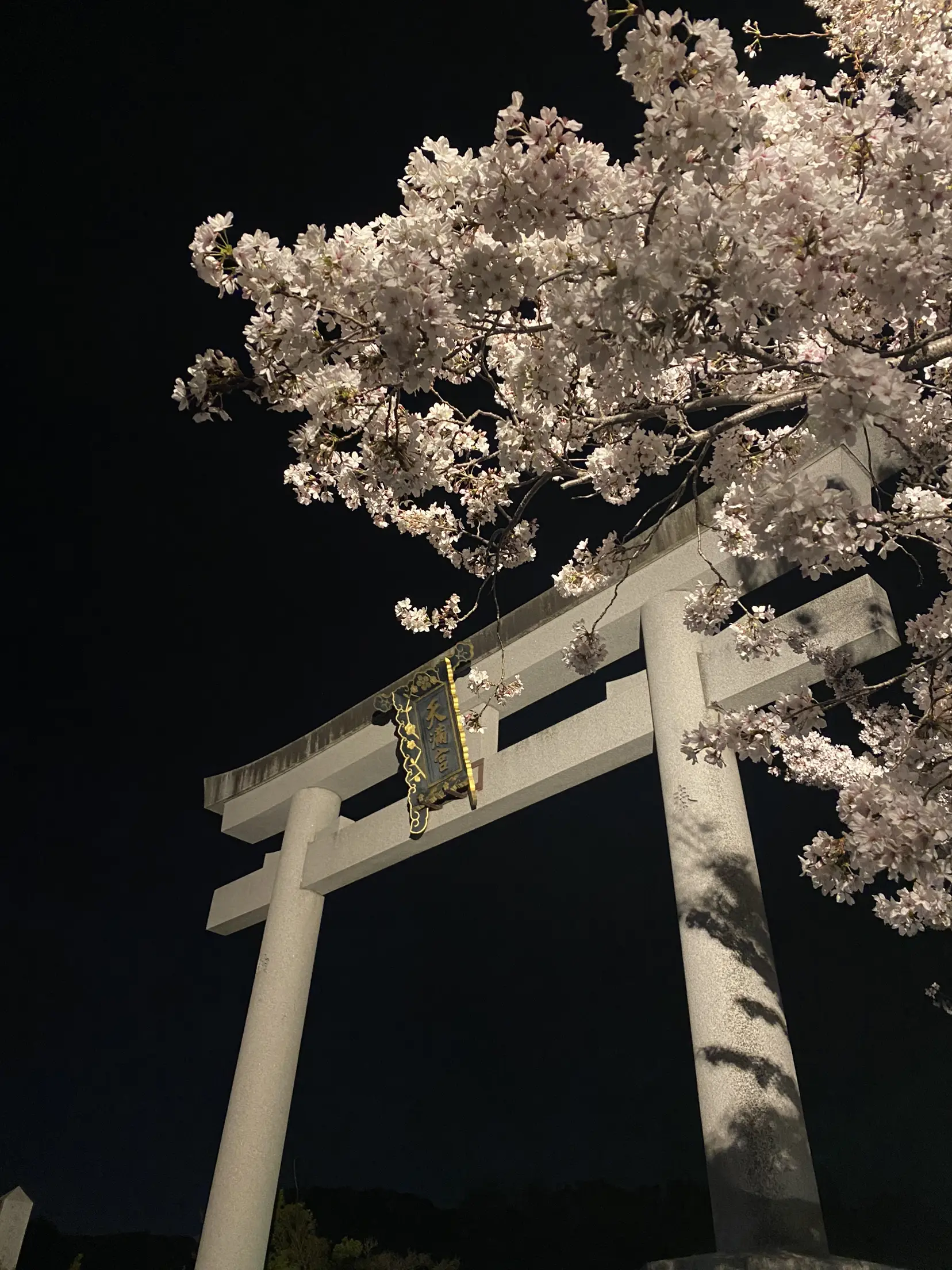 京都府内・お花見穴場スポット💡 | yuka_pが投稿したフォトブック | Lemon8