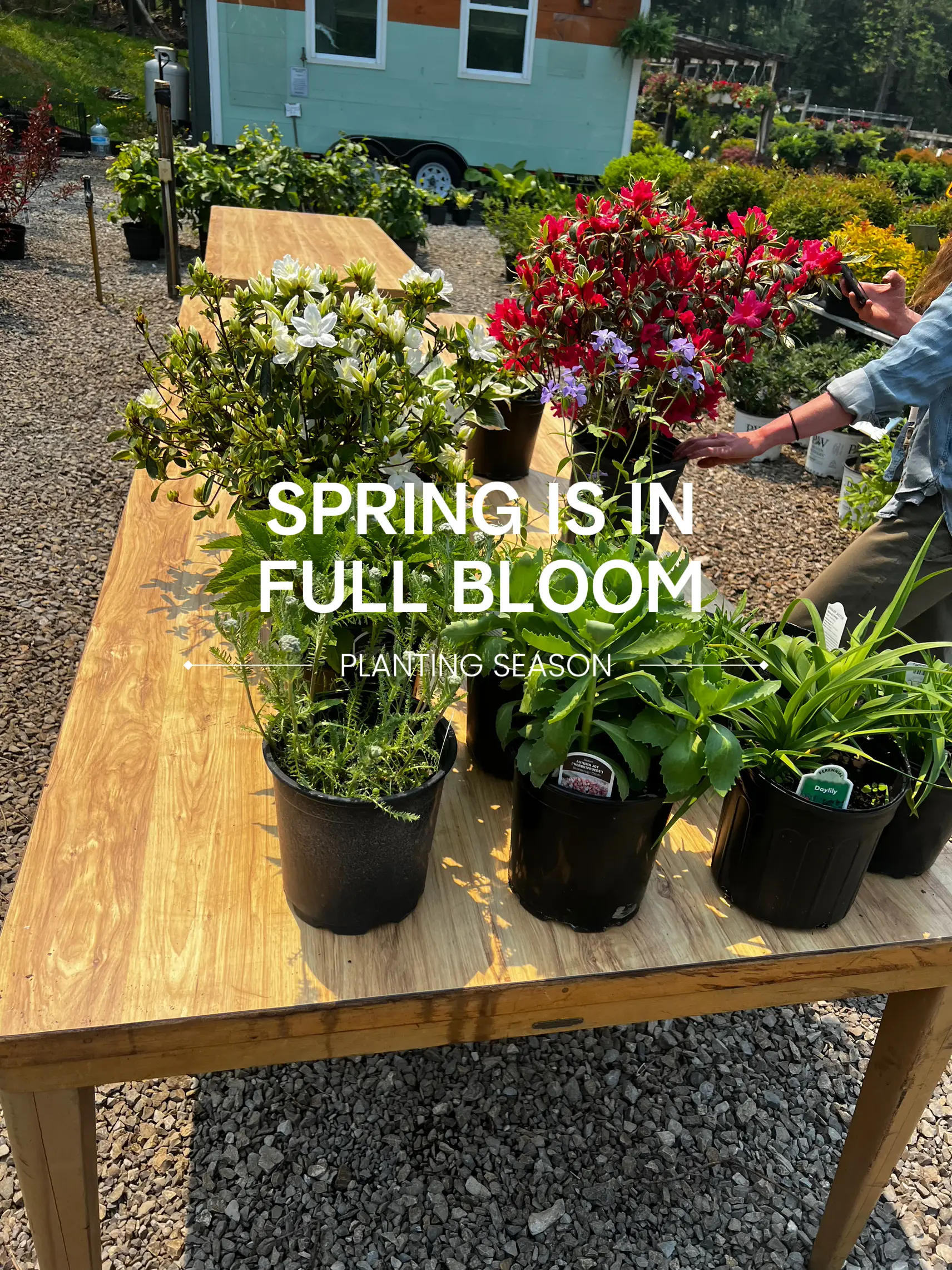 spring in bloom 🌸 | แกลเลอรีที่โพสต์โดย Stephanie Lutz | Lemon8