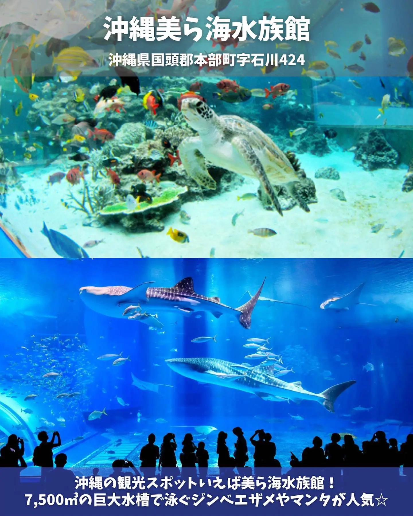 【カップルおすすめ🫶🏻】全国のおすすめ水族館🐳🫧 | TABILMO /旅行情報 ️が投稿したフォトブック | Lemon8
