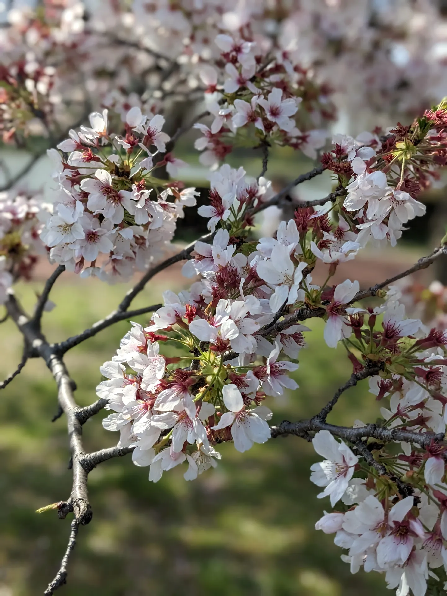[Misato Park] Cherry blossoms are in full bloom🌸 | Gallery posted by いなばえび | Lemon8