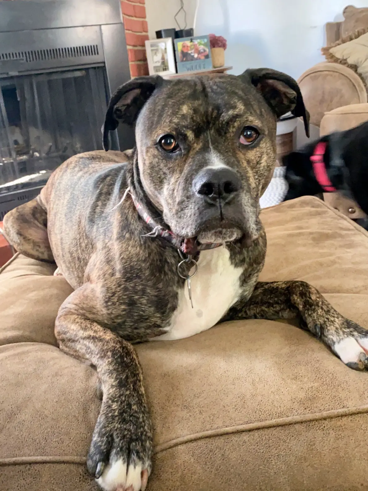 Archie, aka Mr. Pibbles, Pibble head, pibs. | แกลเลอรีที่โพสต์โดย ...