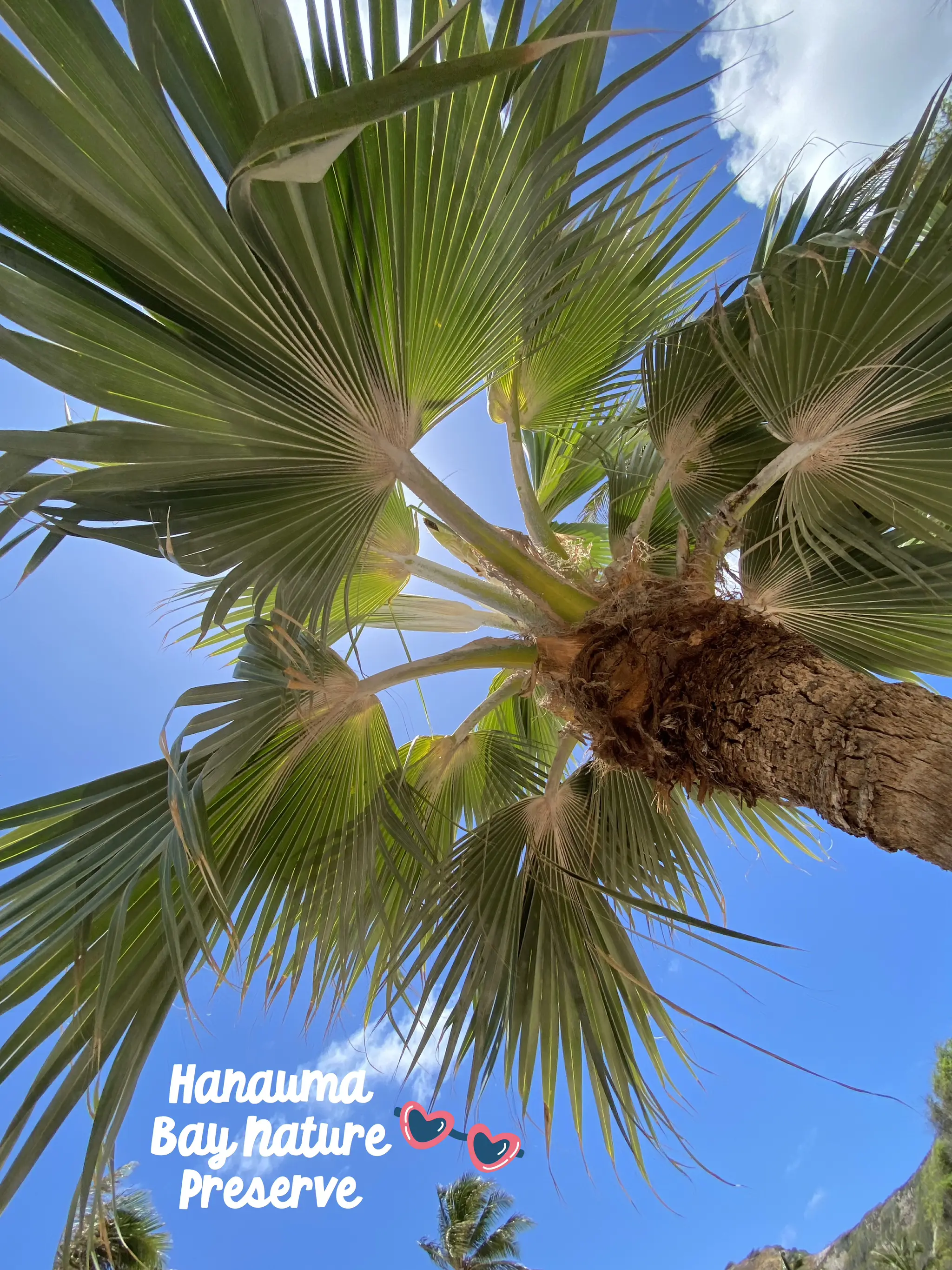 My favorite places in Hawaii!🌺 | Gallery posted by Nicole Kruszka | Lemon8