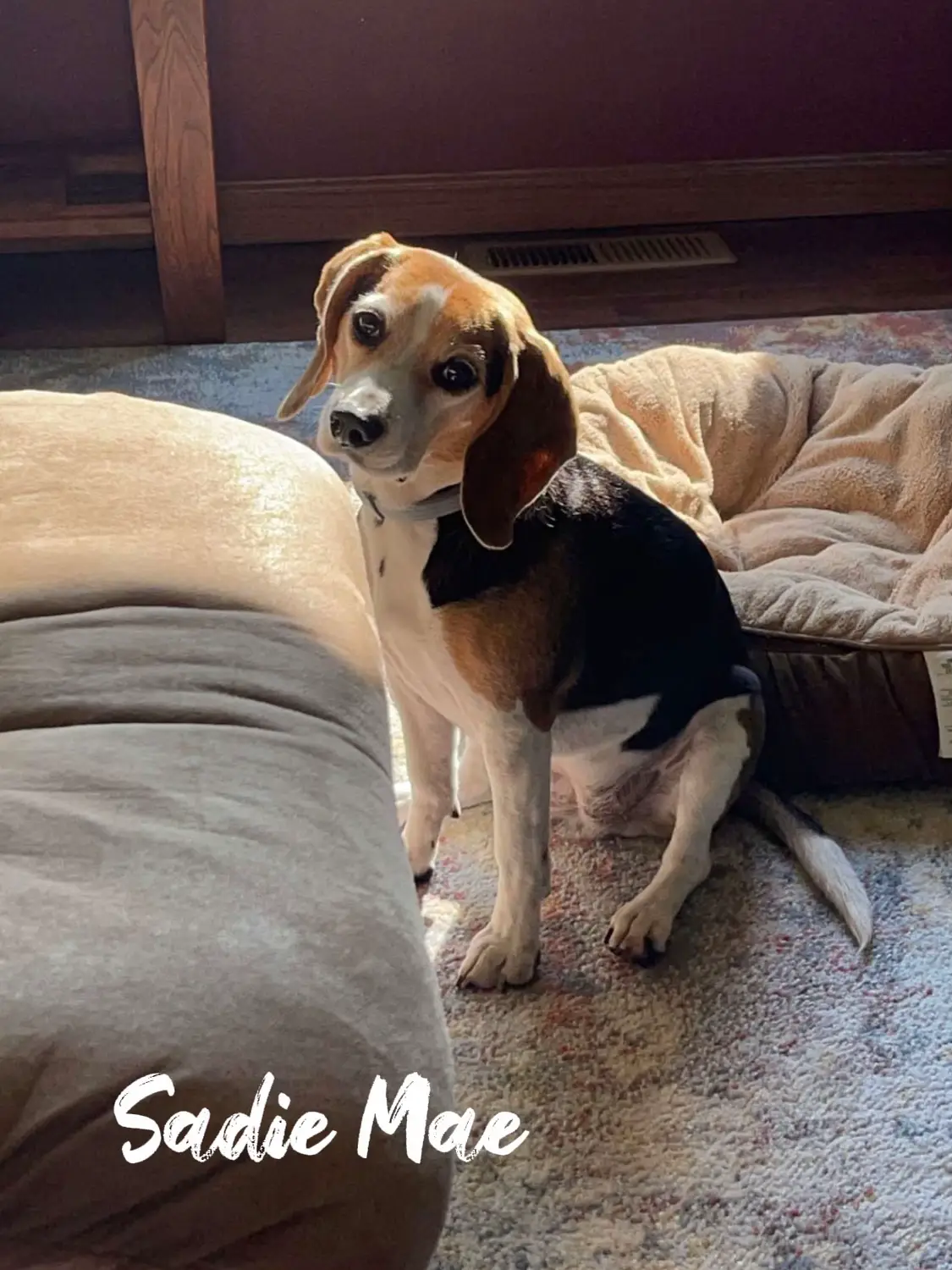 Sadie Mae 💗 | Gallery posted by Lindsay 🪴 | Lemon8