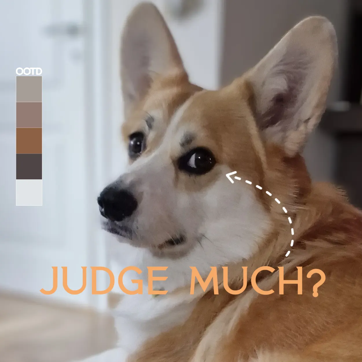 Judge much? Who else has a judgy dog lol | Gallery posted by Jazz Benchley | Lemon8