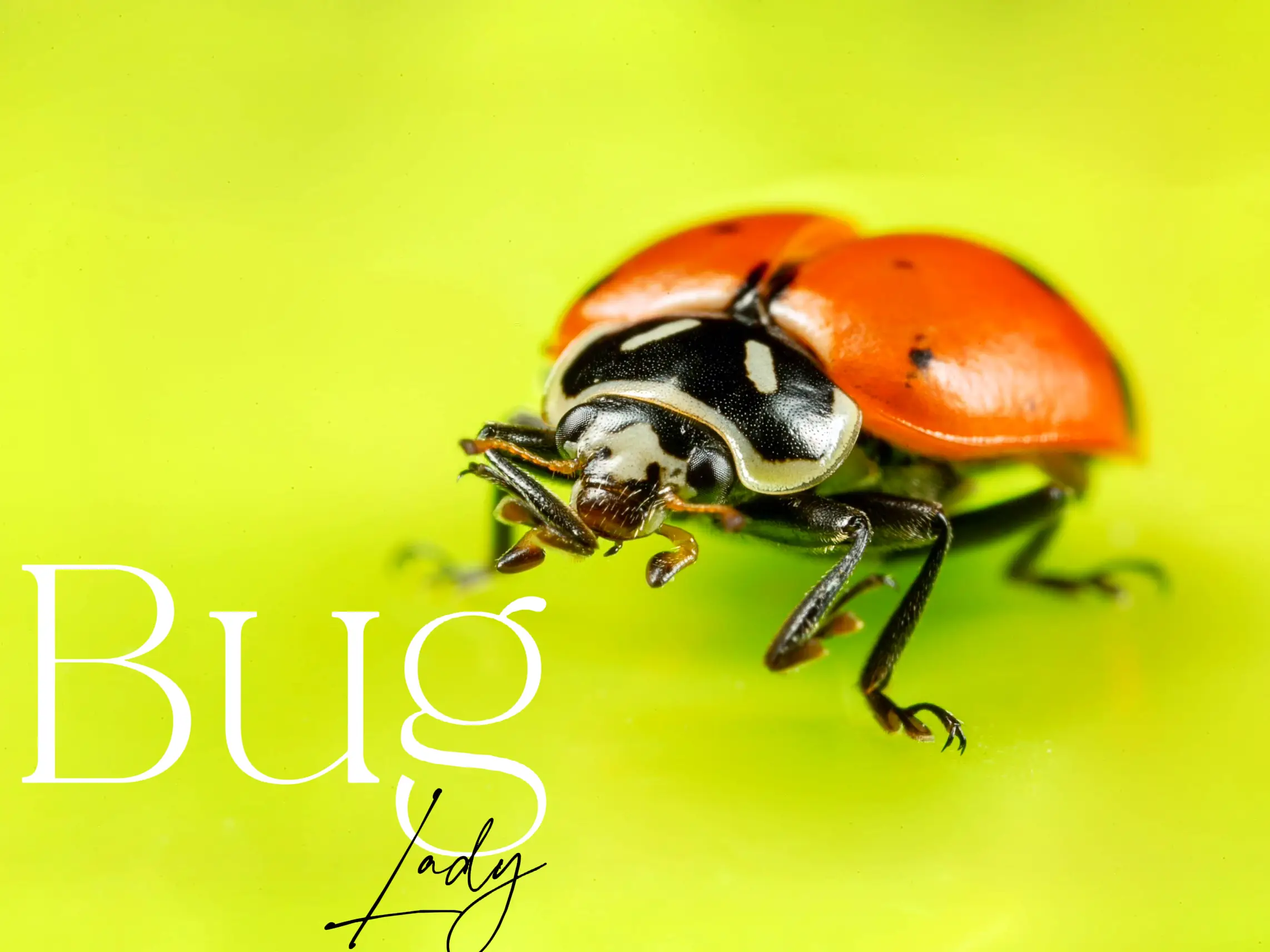 Bug Lady | Stephanieが投稿したフォトブック | Lemon8