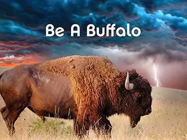 Change your life and be the Buffalo 🦬 #buffaloup | แกลเลอรีที่โพสต์โดย ...