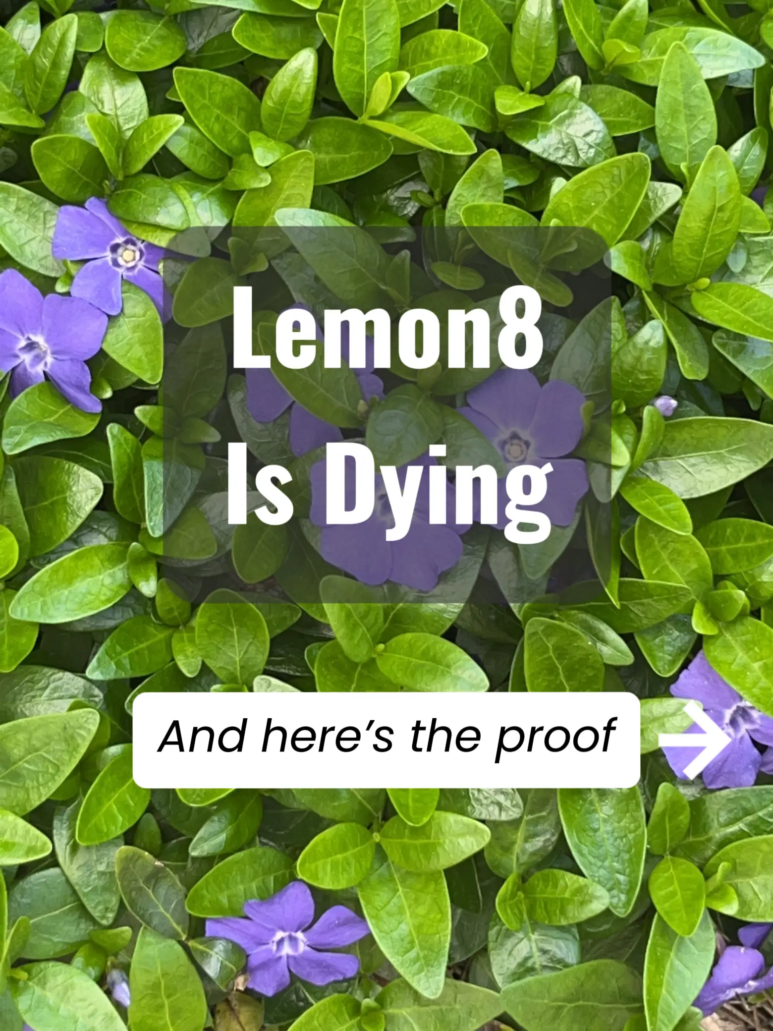 Lemon8 Pc - Lemon8 Search