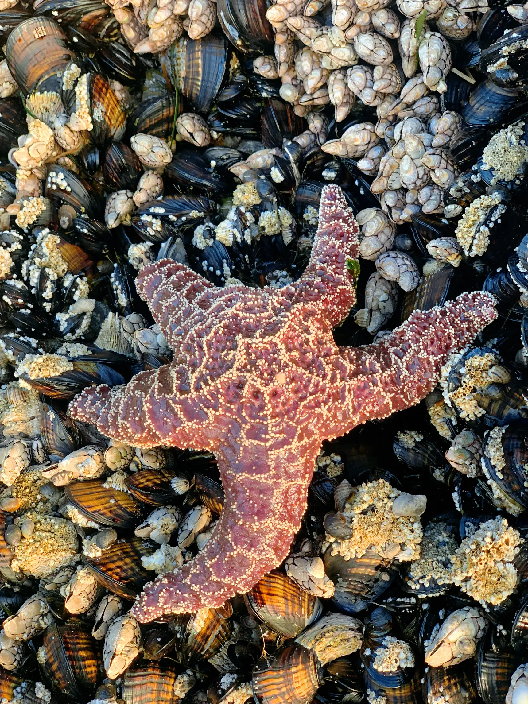 🐚⭐️Starfish at the beach⭐️🐚 | Gallery posted by Adriana | Lemon8