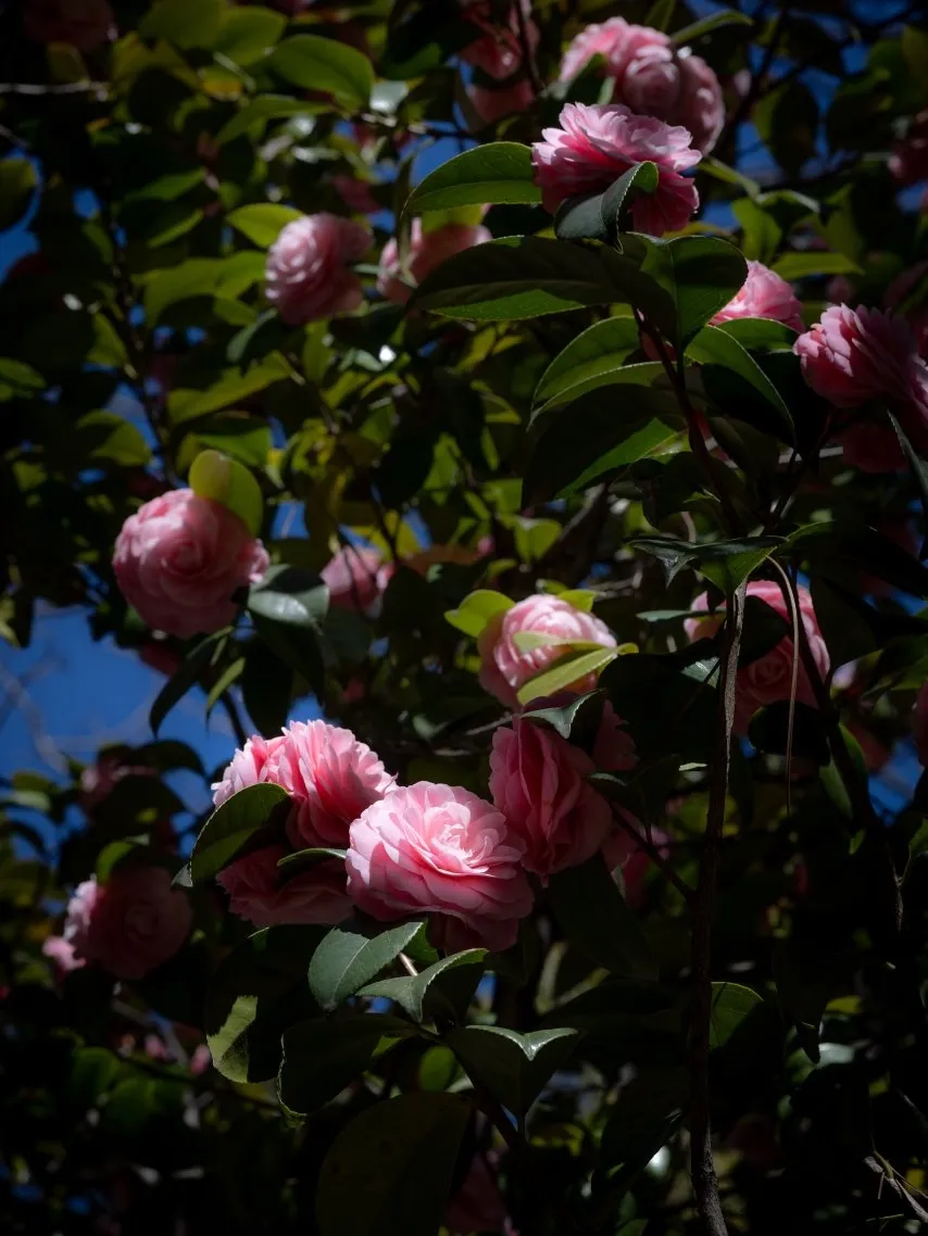 Pink Hana | Gallery posted by 古田（ふるた） | Lemon8