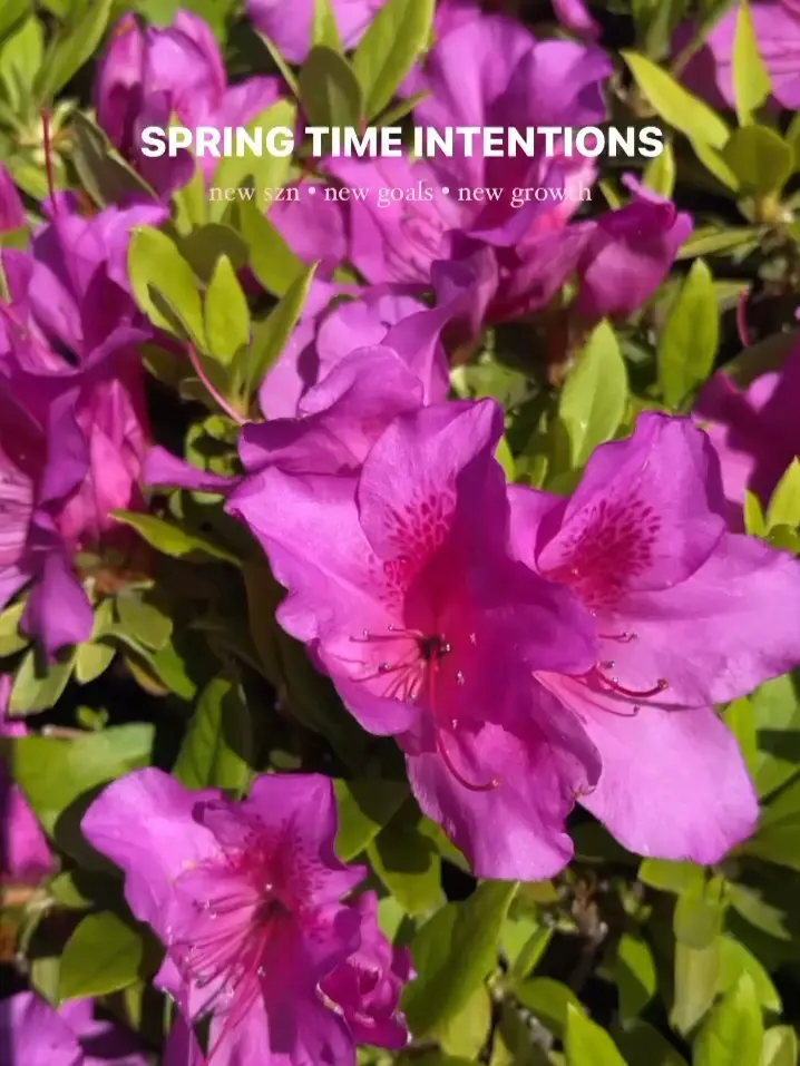 SPRING// starting fresh, starting over 🌷 | Video published by J E S S🫧 ...