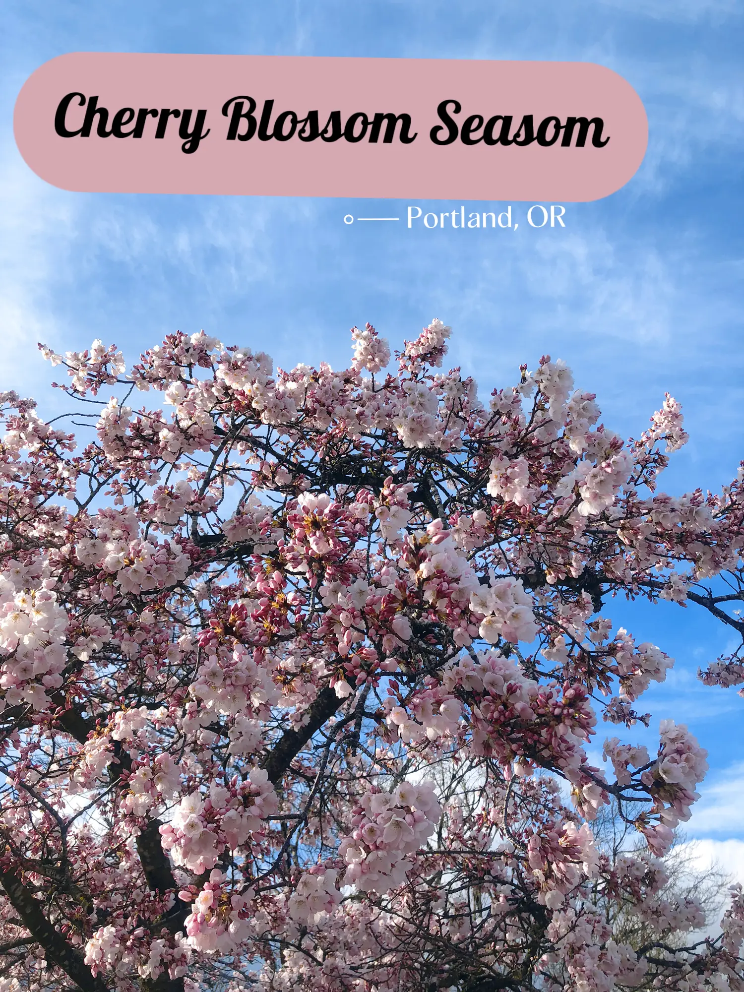 Come see the Cherry Blossoms! | Gallery posted by Julie Measures | Lemon8