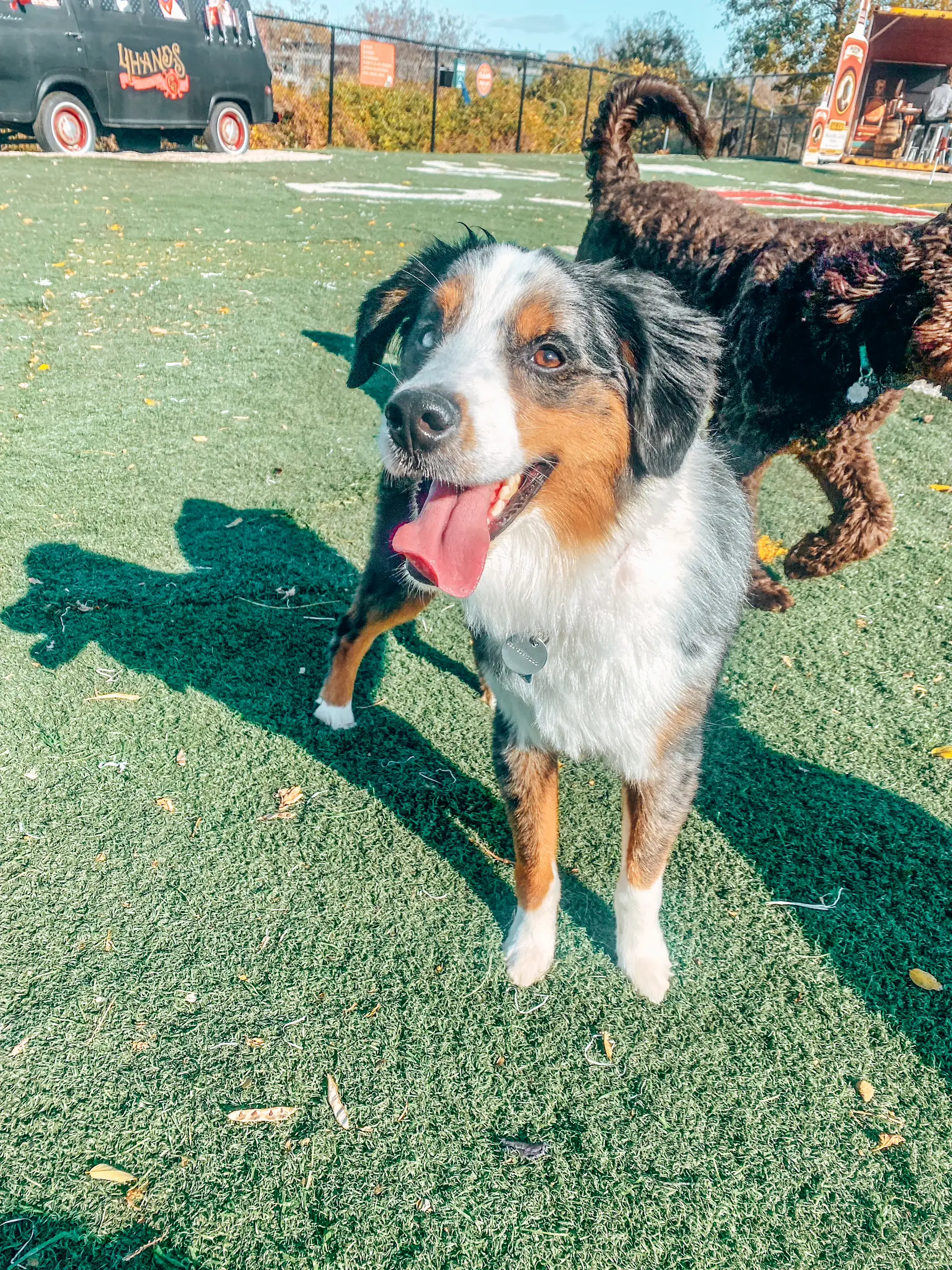 Australian Shepherd Memes - Lemon8 Search