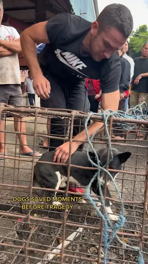 RESCUING DOG FROM DOG MEAT TRADE INDONESIA | Video published by DOG SAVIOR | Lemon8