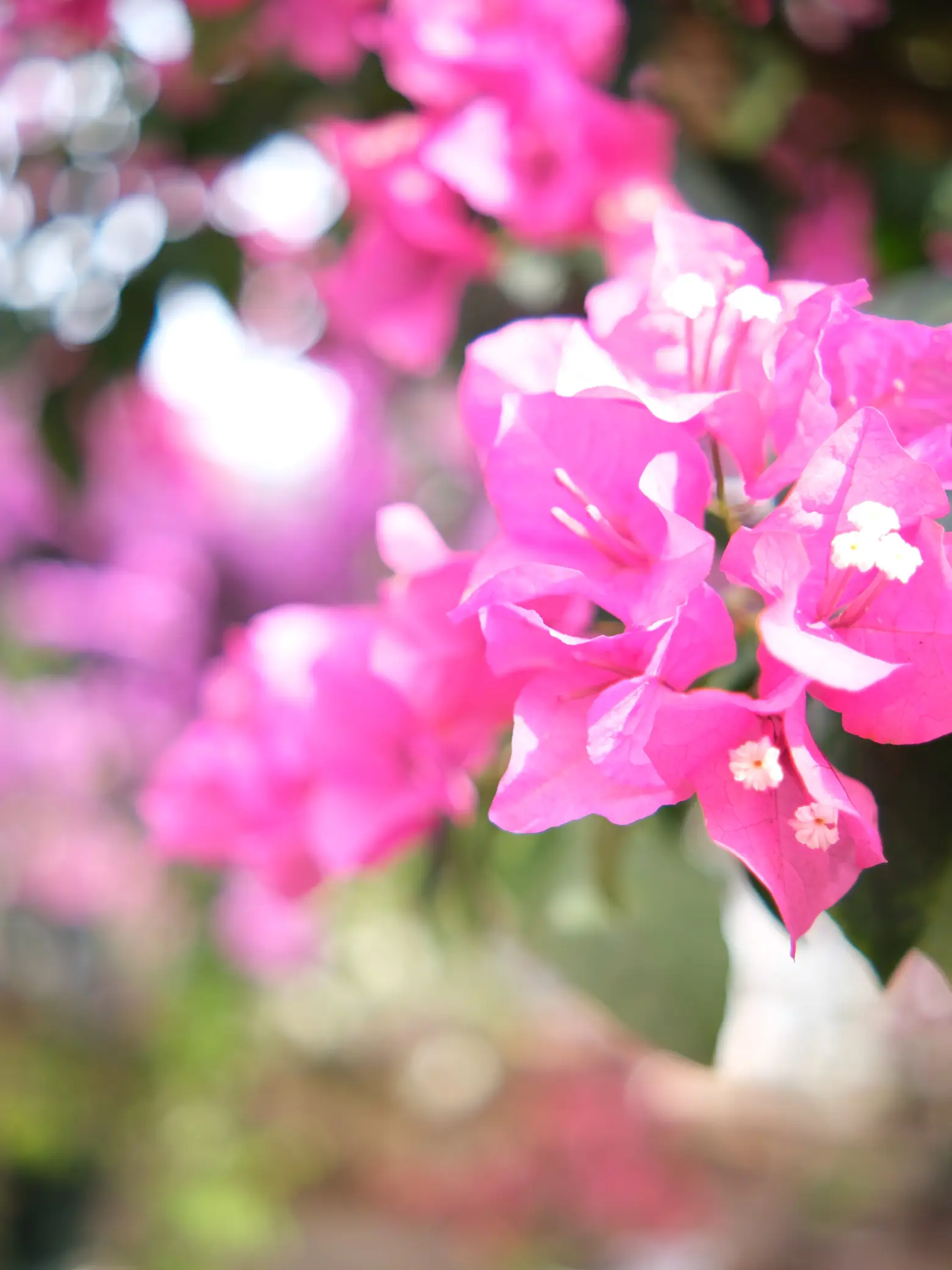 บ้าน Bugen Ureshino กับ Totoro | แกลเลอรีที่โพสต์โดย kousoukurai | Lemon8