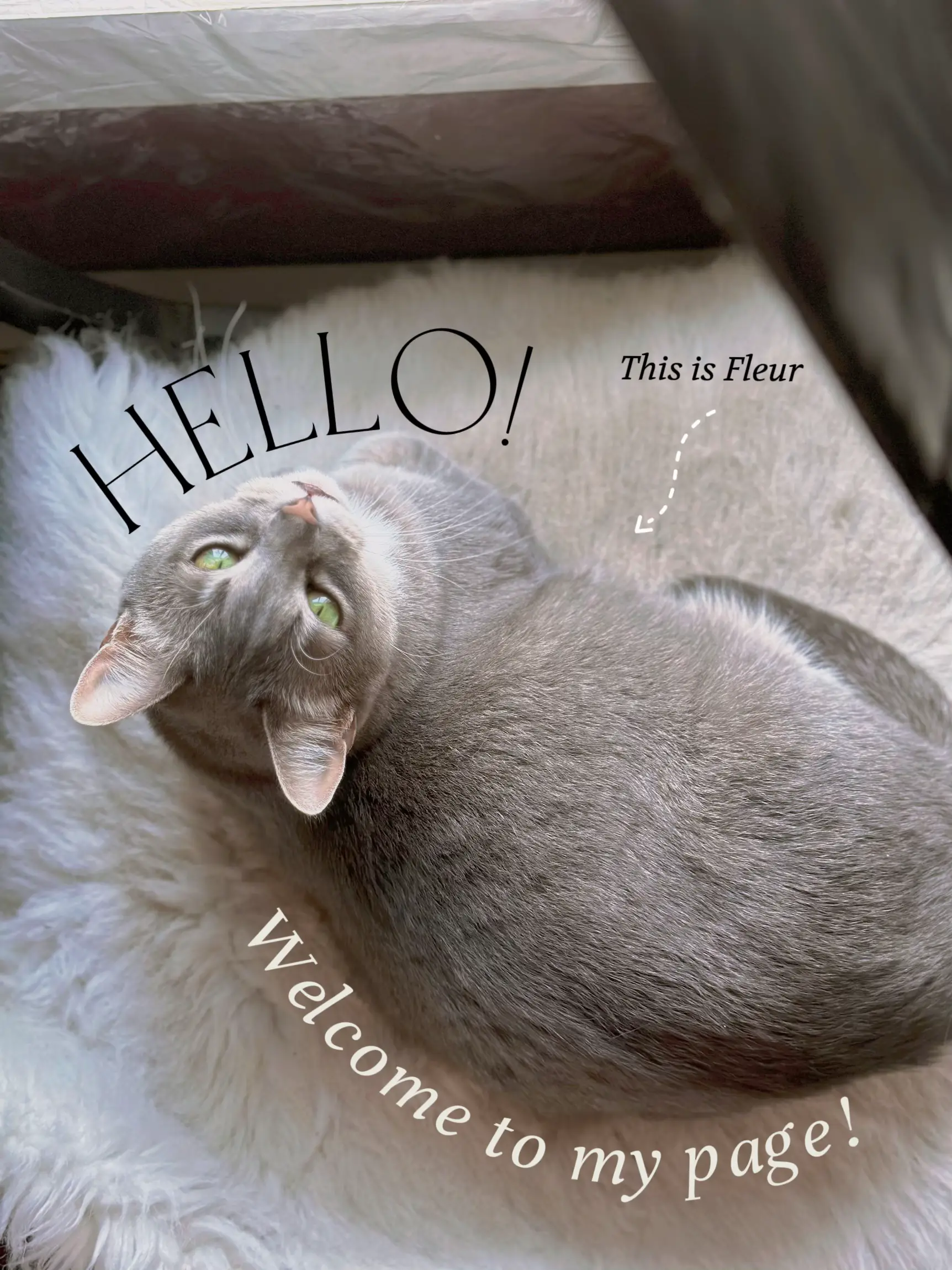 Hello & Welcome! | Gallery posted by Alyssa Taylor | Lemon8