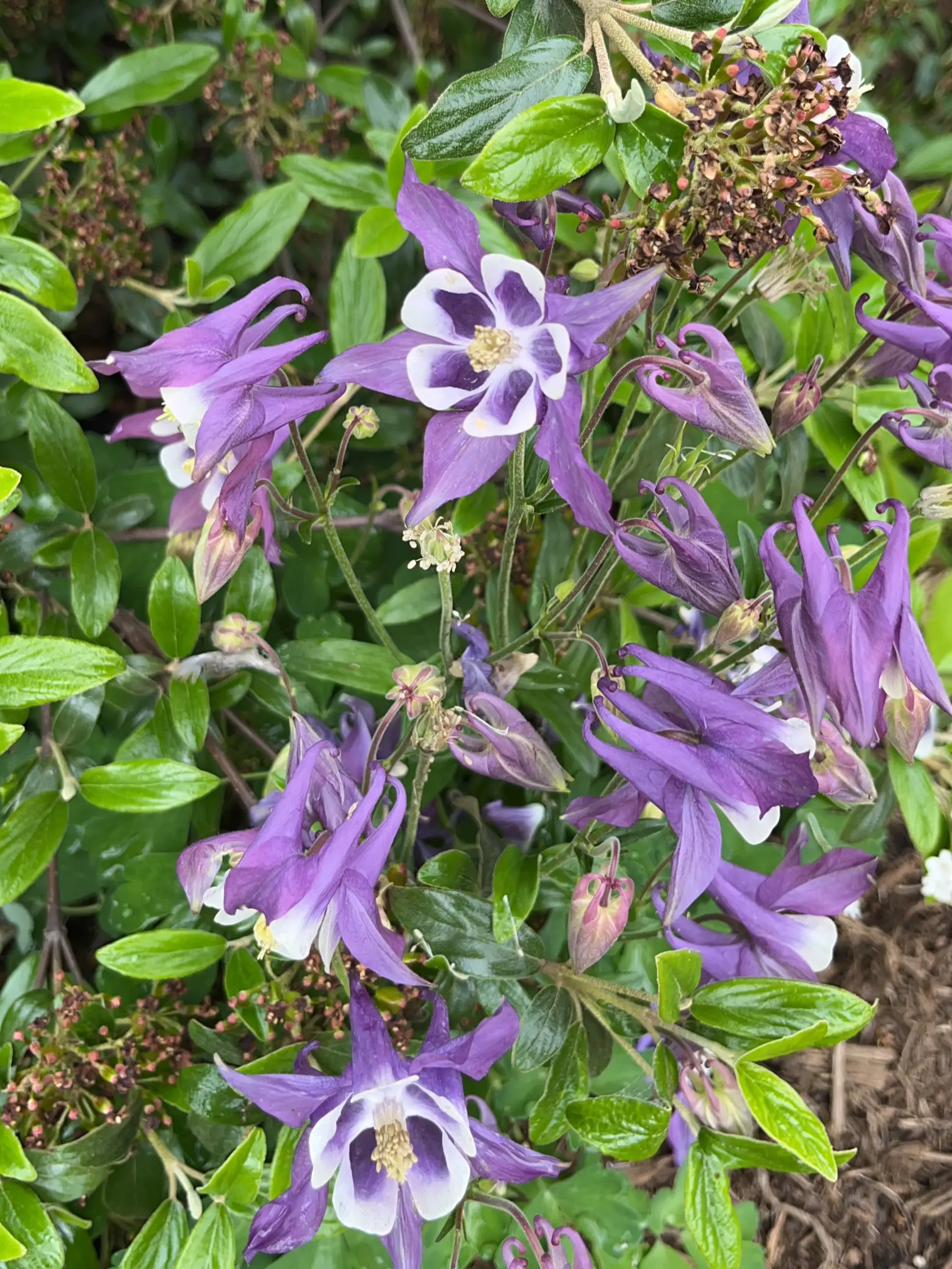 Just some pretty flowers :) 🌸 | Gallery posted by MARlNA | Lemon8