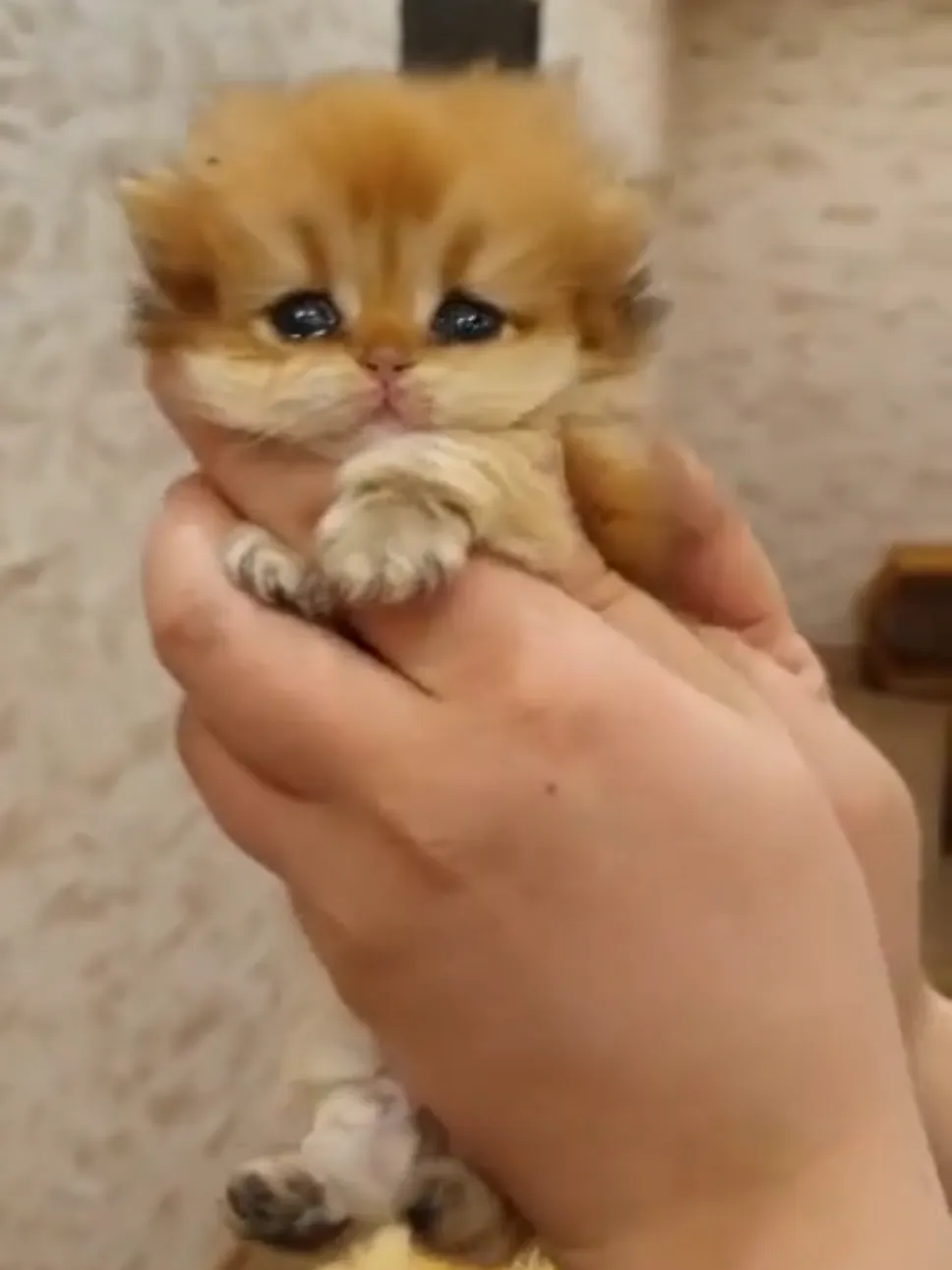 Please explain your smolness | Kittensの投稿動画 | Lemon8