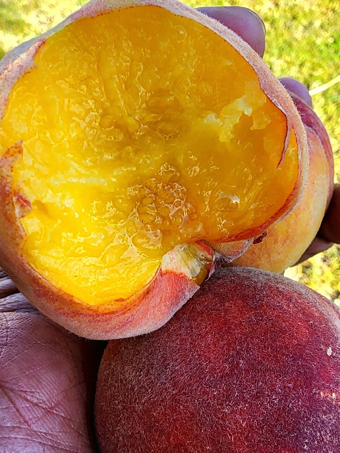 Bite into a freshly picked ripe peach... 😋🤤 | Gallery posted by ...