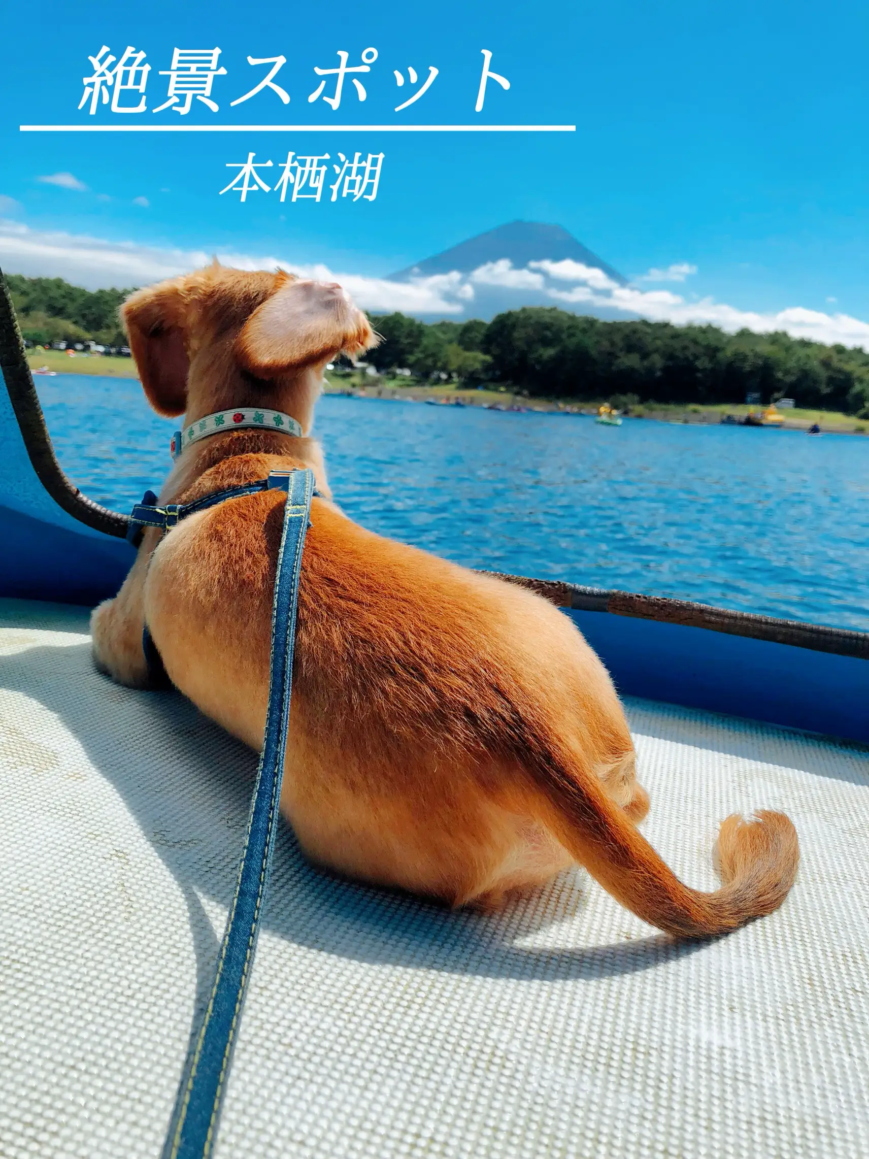 "Superb view" Lake Motosu Campsite | Gallery posted by campmeshi_labo | Lemon8