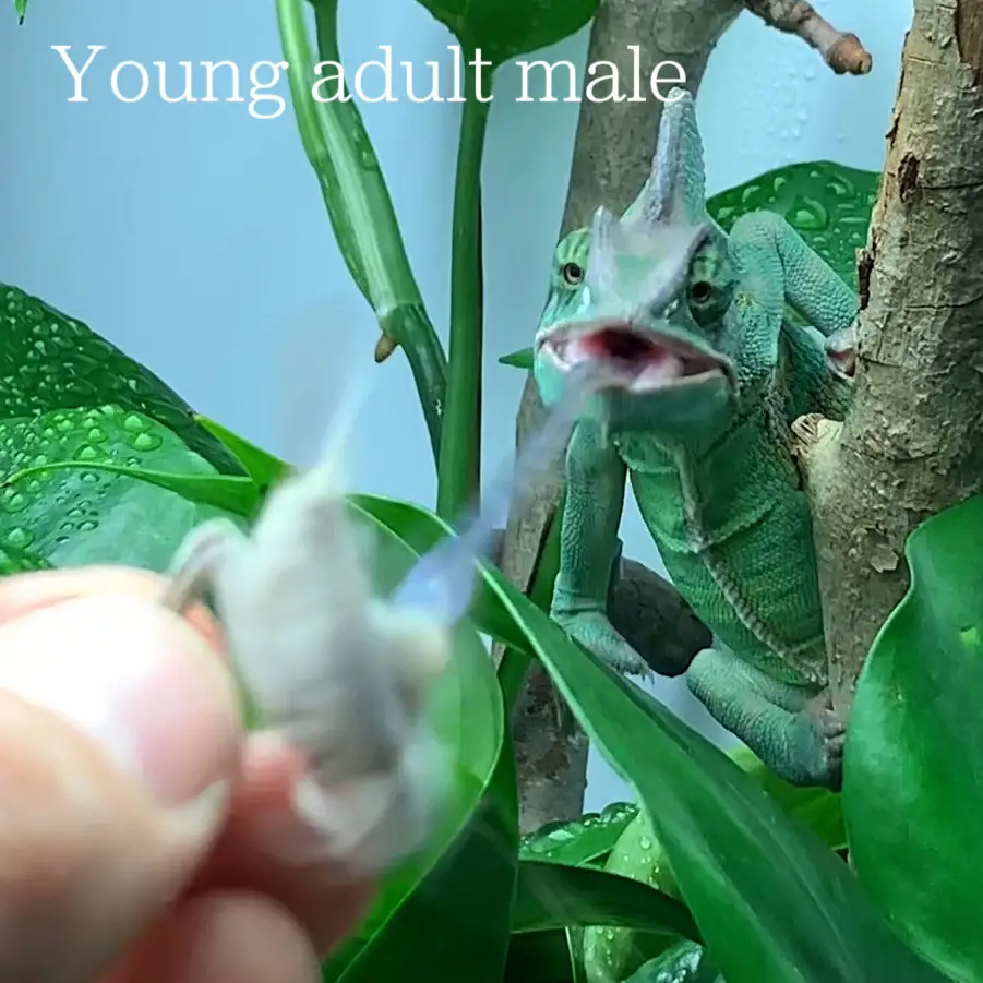 The Veiled Chameleon! | Gallery posted by Chameleons! | Lemon8