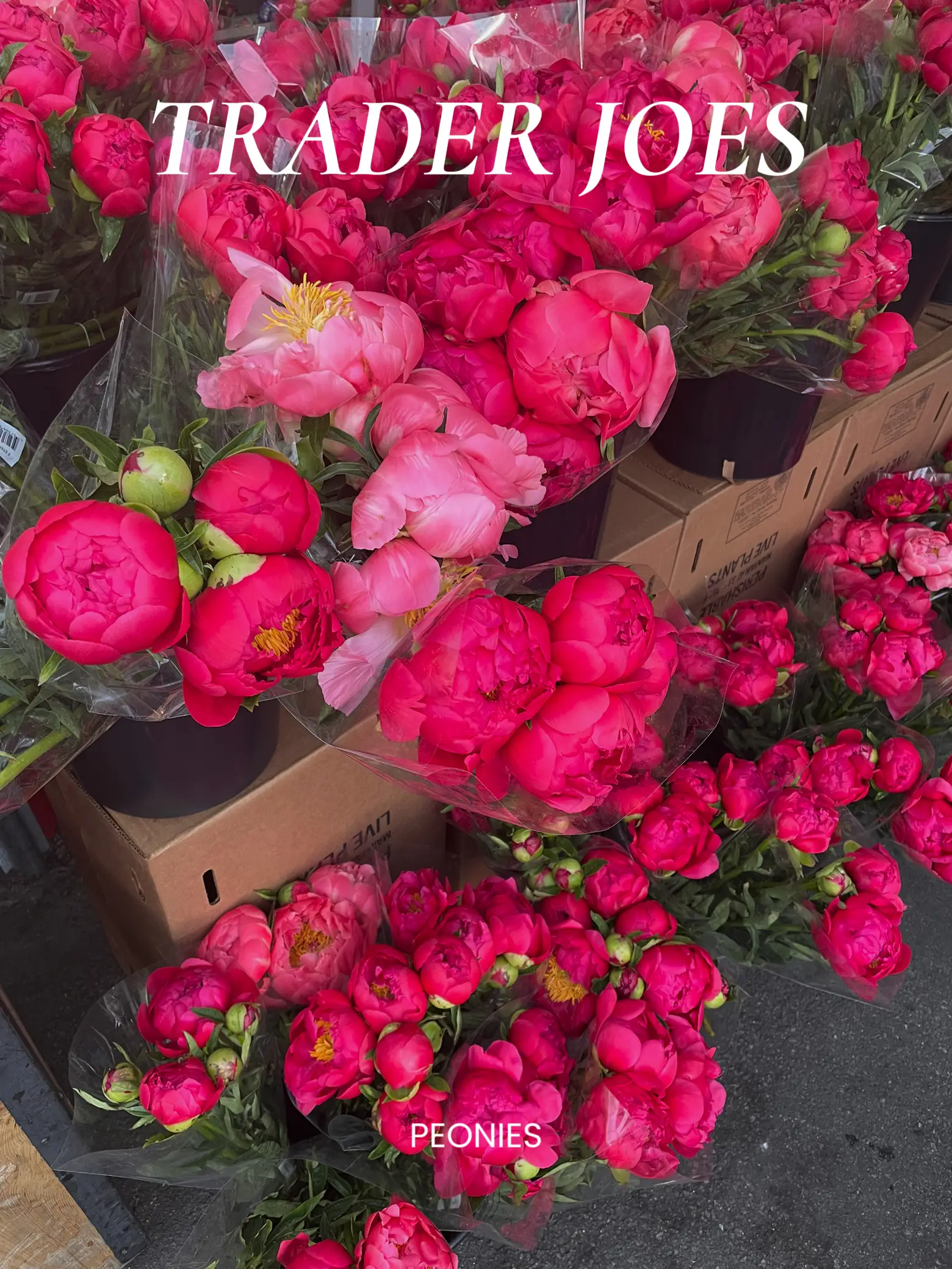 TRADER JOES FLOWERS | แกลเลอรีที่โพสต์โดย SAMI | Lemon8