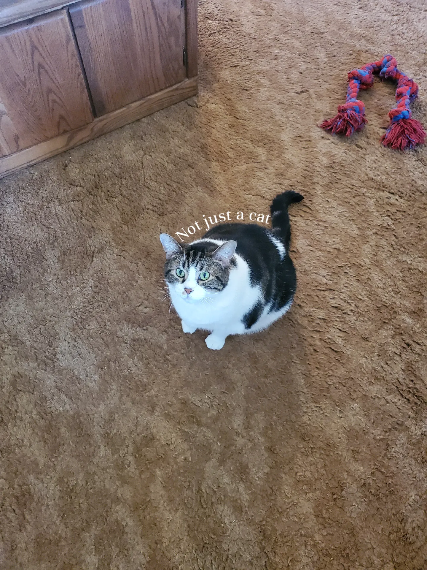 Stewart the cat | Gallery posted by Meghan 🌿 | Lemon8