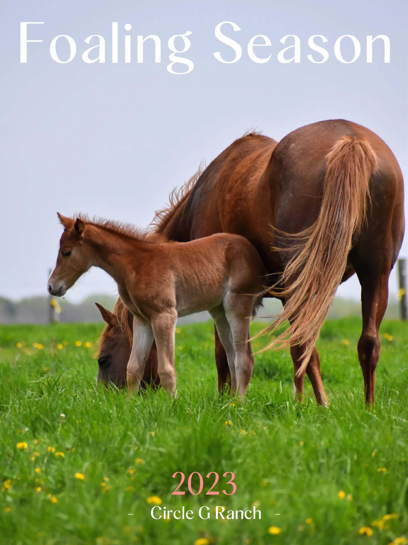 FOALING SEASON | Gallery posted by Circle G Ranch | Lemon8