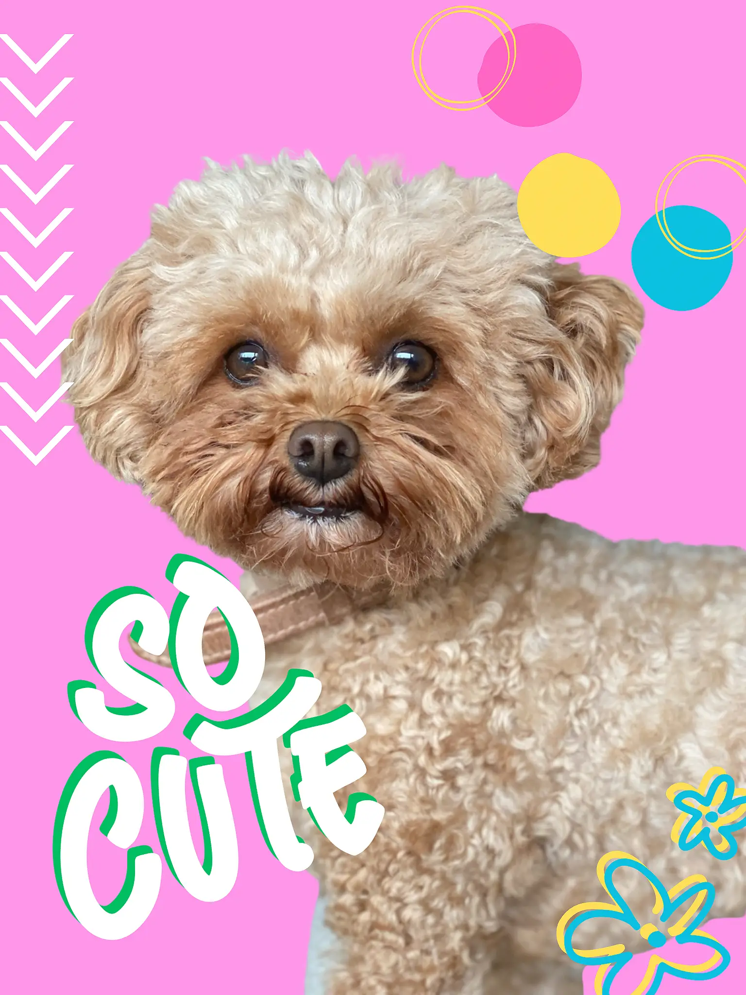 Cute Puppies on Lemon8 🍋 | Gallery posted by Elysha Kay 🌼 | Lemon8