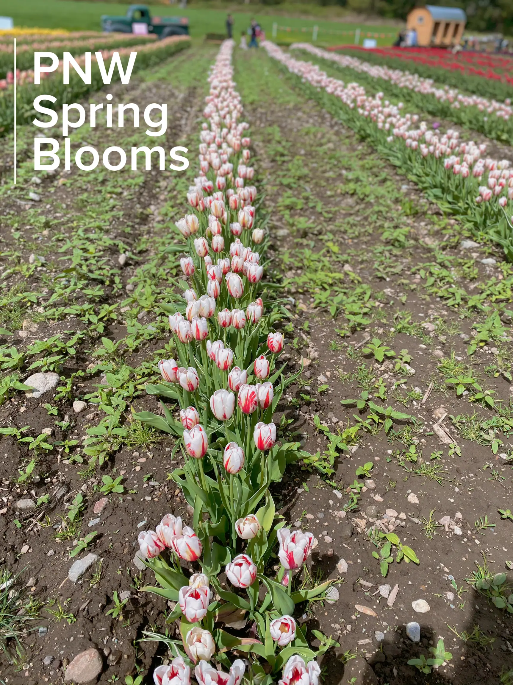 PNW Spring Blooms | Gallery posted by theholidaycaddy | Lemon8