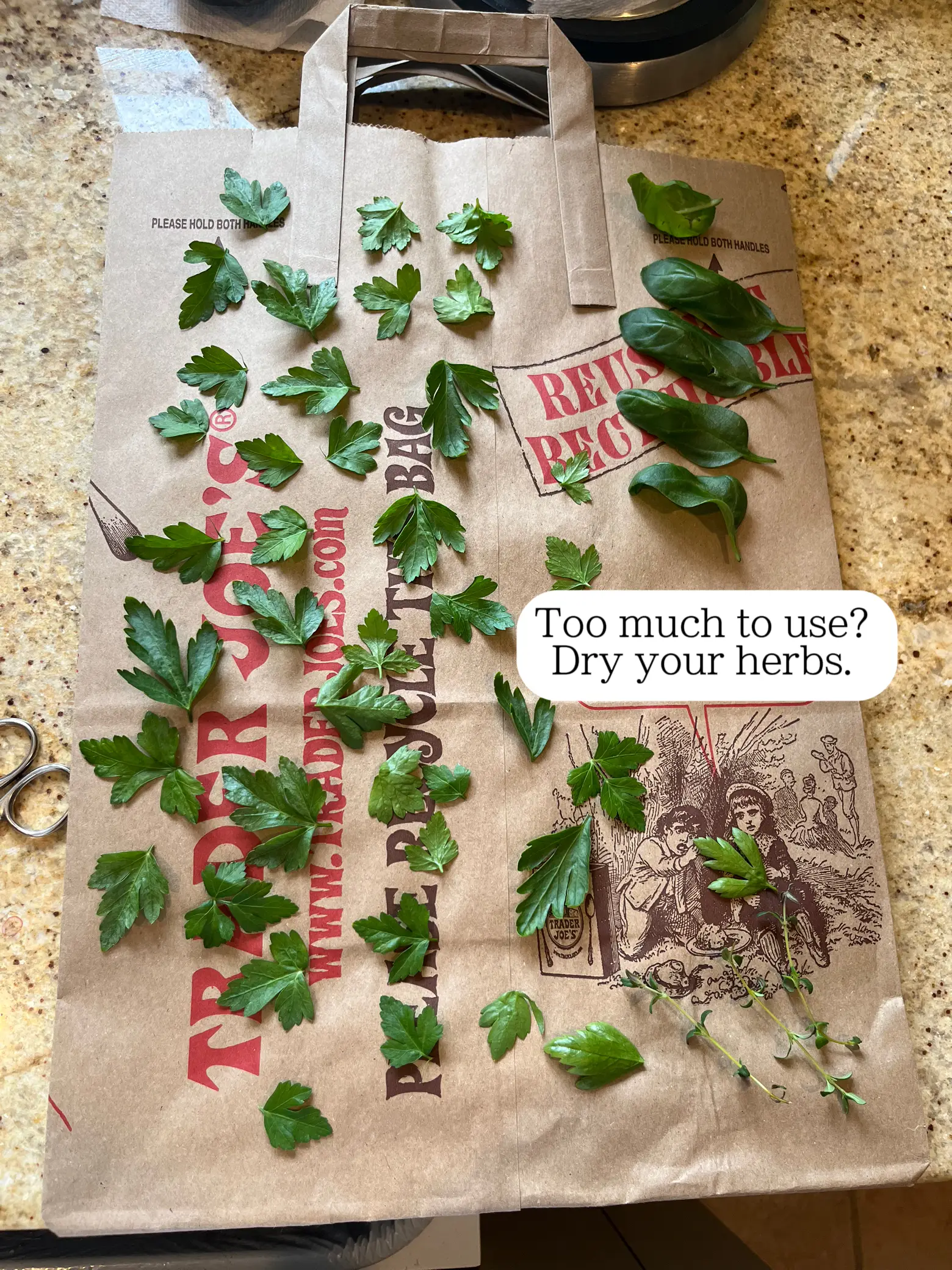 Why I recommend hydroponic gardening | Gallery posted by MARlNA | Lemon8