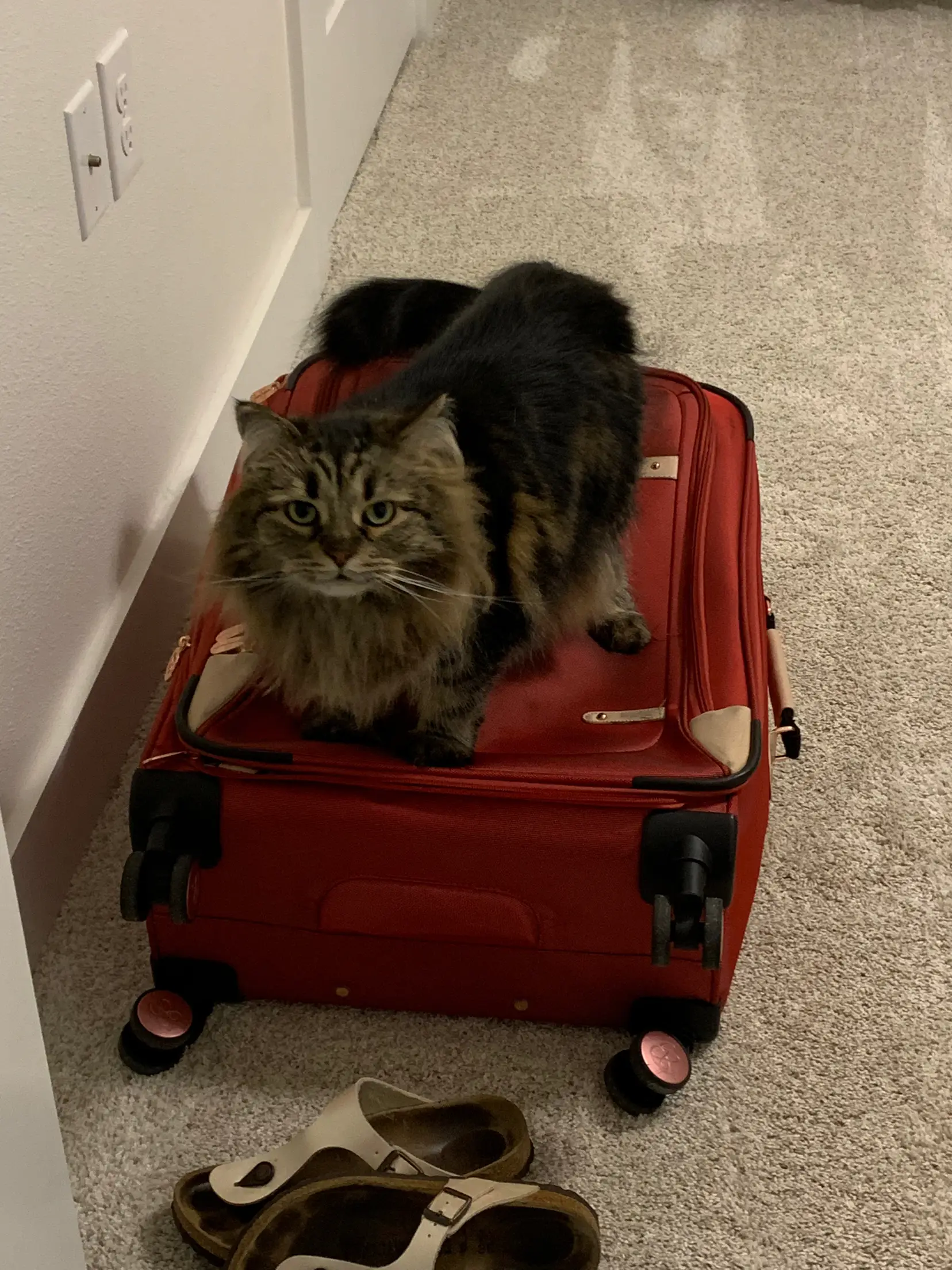 Had to document | Gallery posted by The Farm | Lemon8