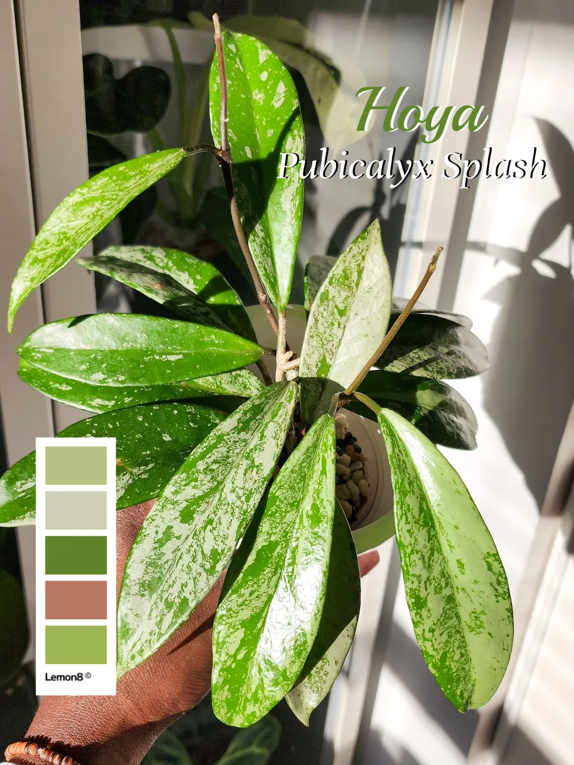 Hoya Pubicalyx Splash💦 | Gallery posted by KoasPlantCorner | Lemon8