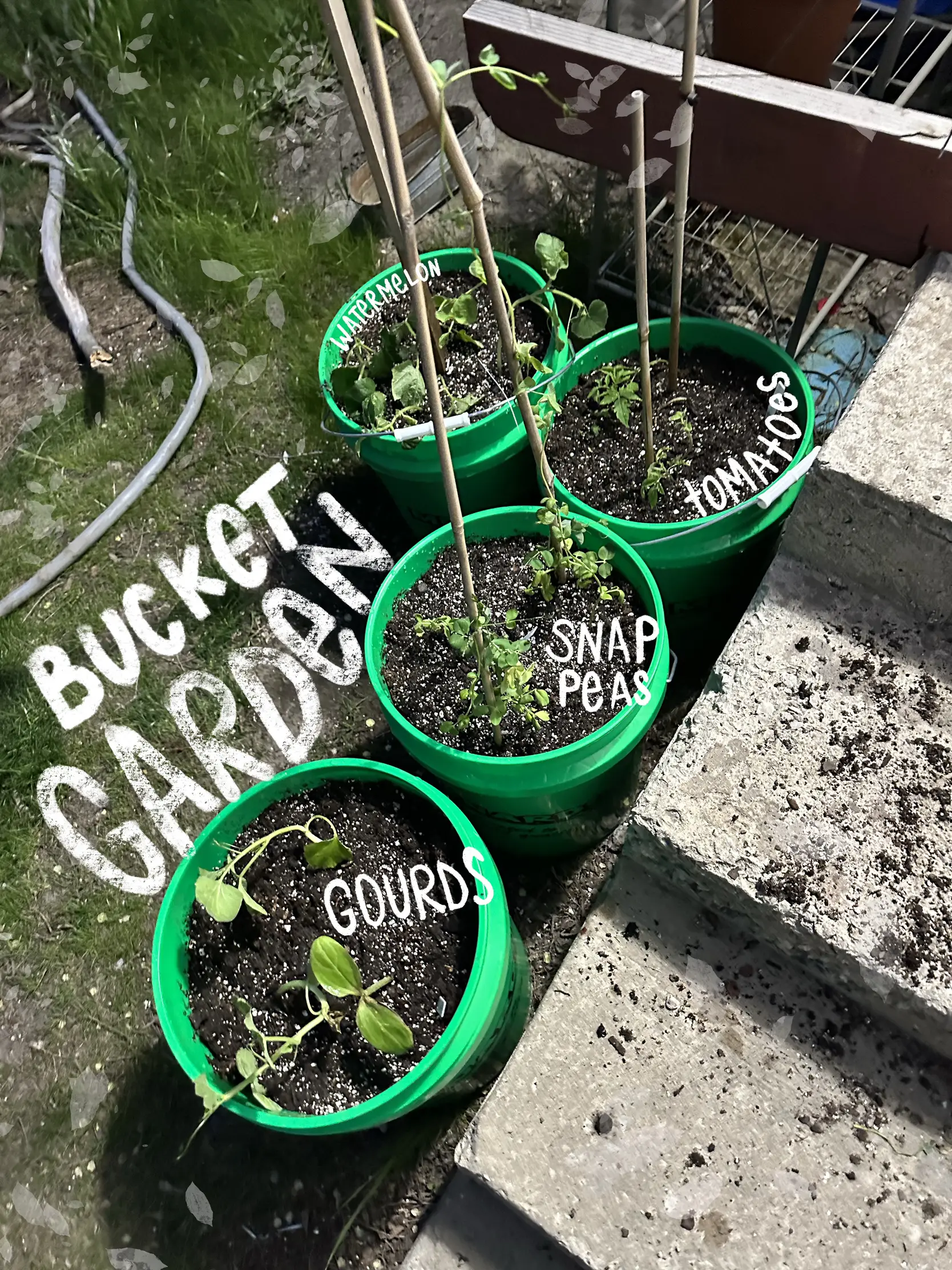 Bucket Gardening…? | Gallery posted by Gabriela_Blank | Lemon8
