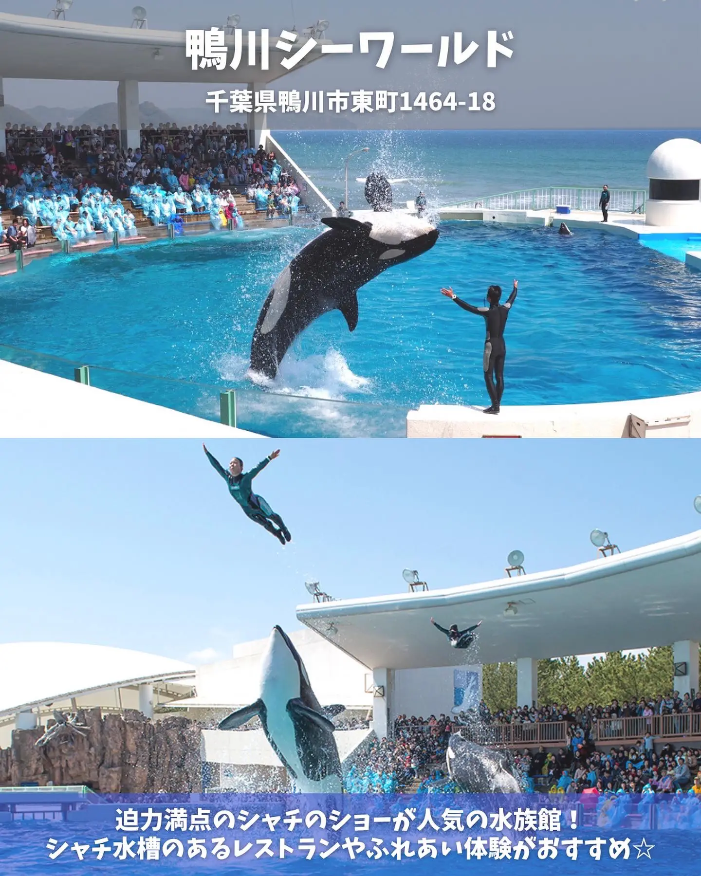 【カップルおすすめ🫶🏻】全国のおすすめ水族館🐳🫧 | TABILMO /旅行情報 ️が投稿したフォトブック | Lemon8